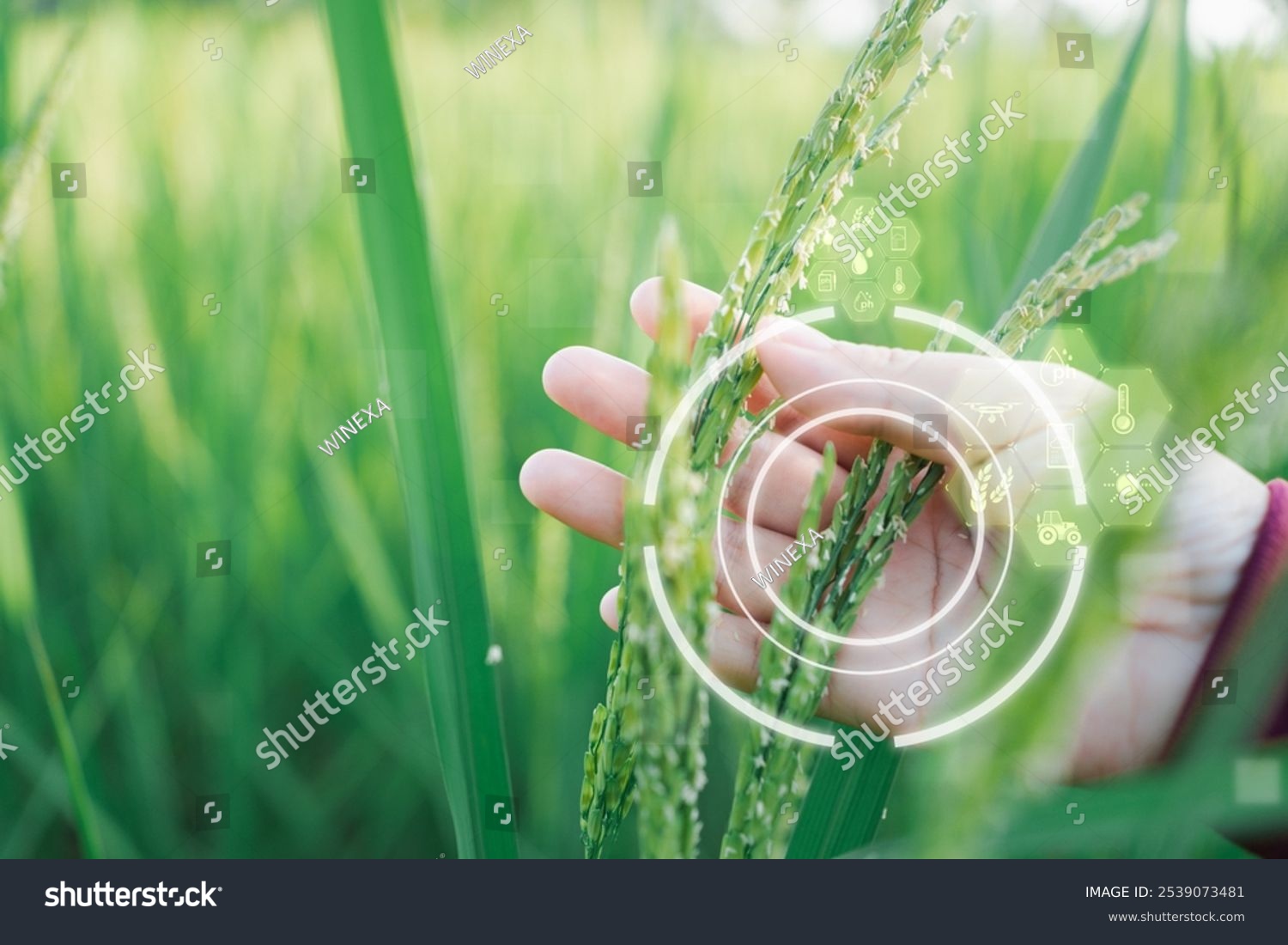 Thai Farmer’s Hand with Rice Grains and Virtual Screen Showing Crop ...