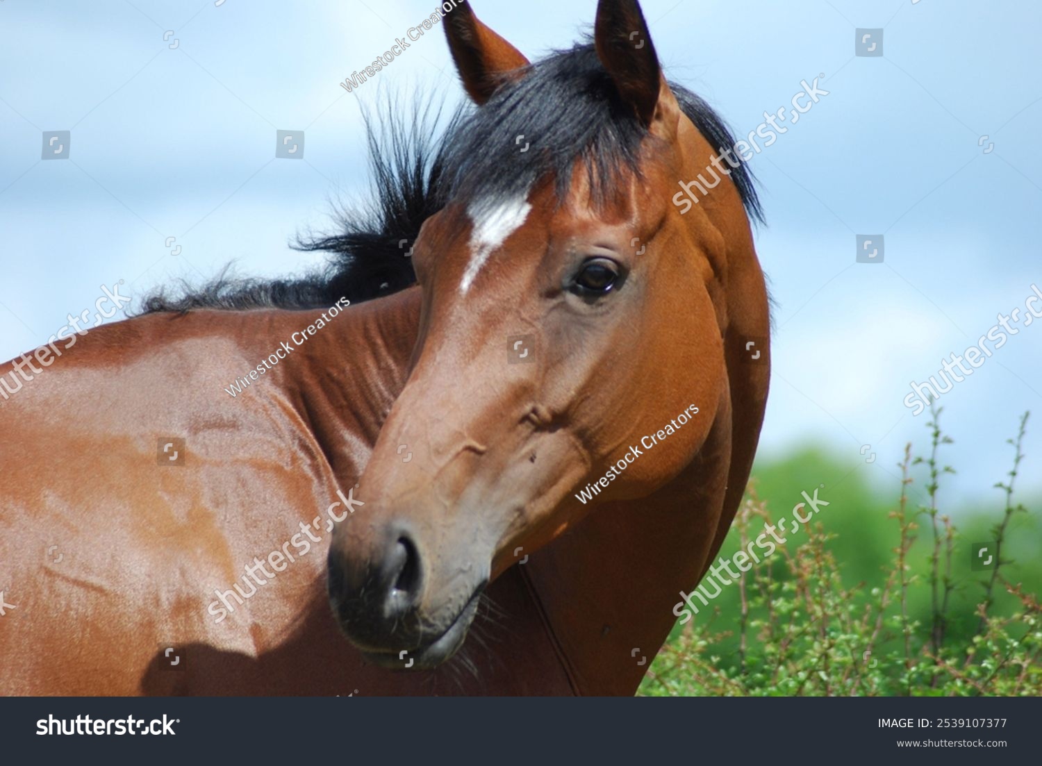 A closeup shot of a beautiful brown and black thoroughbred horse on a blurred background_站酷海洛_正版 ...