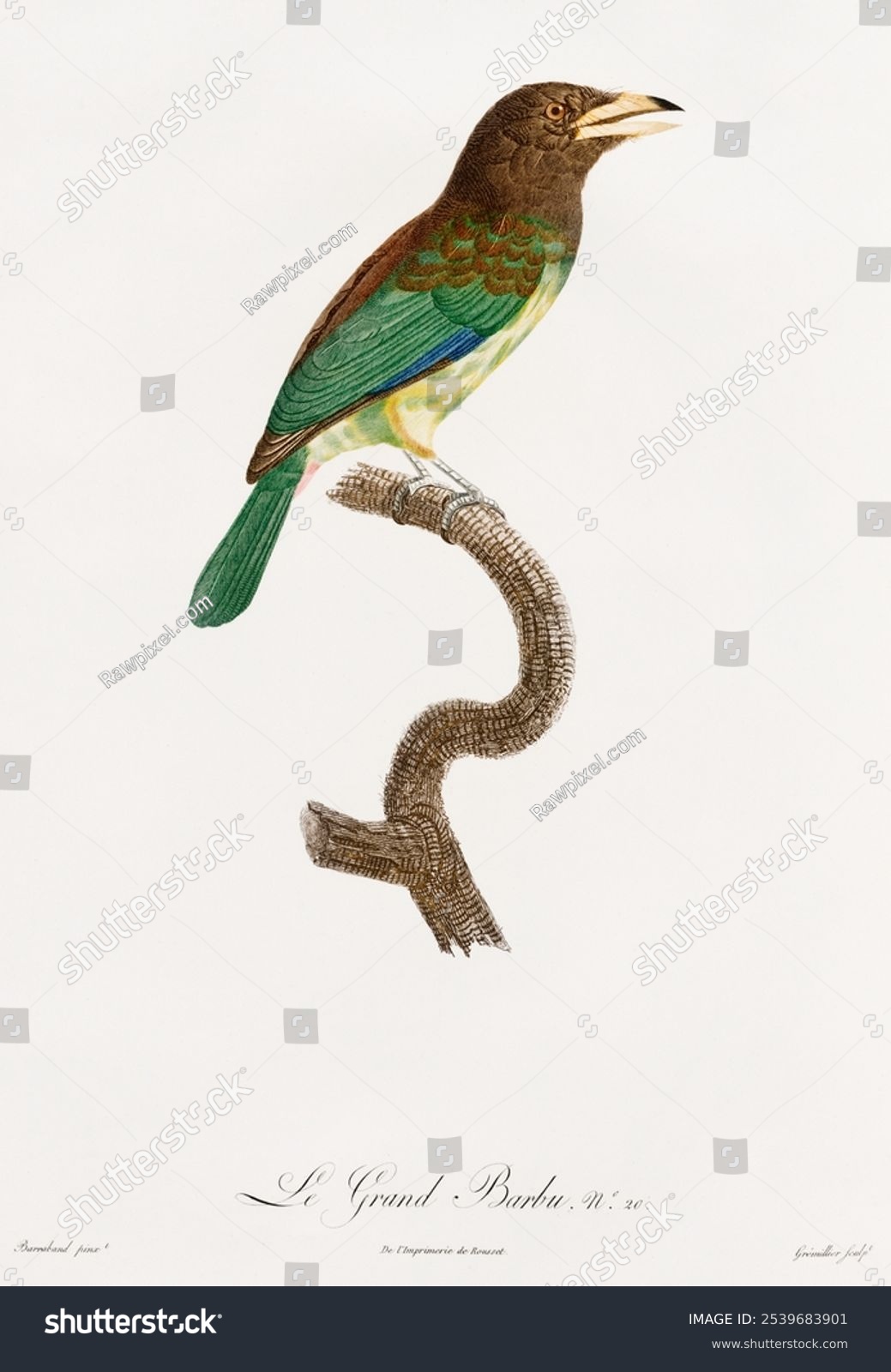 Great barbet from Histoire Naturelle des Oiseaux de Paradis et Des ...
