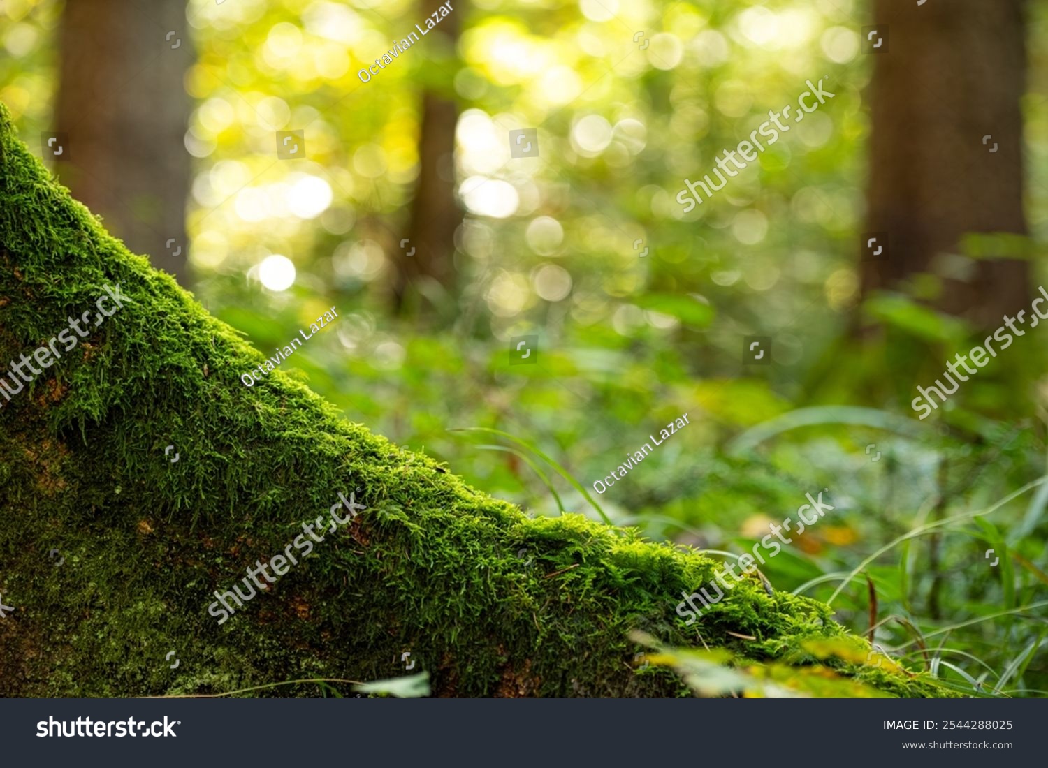 Mossy tree stump roots in a forest. Close up shot low angle shot ...