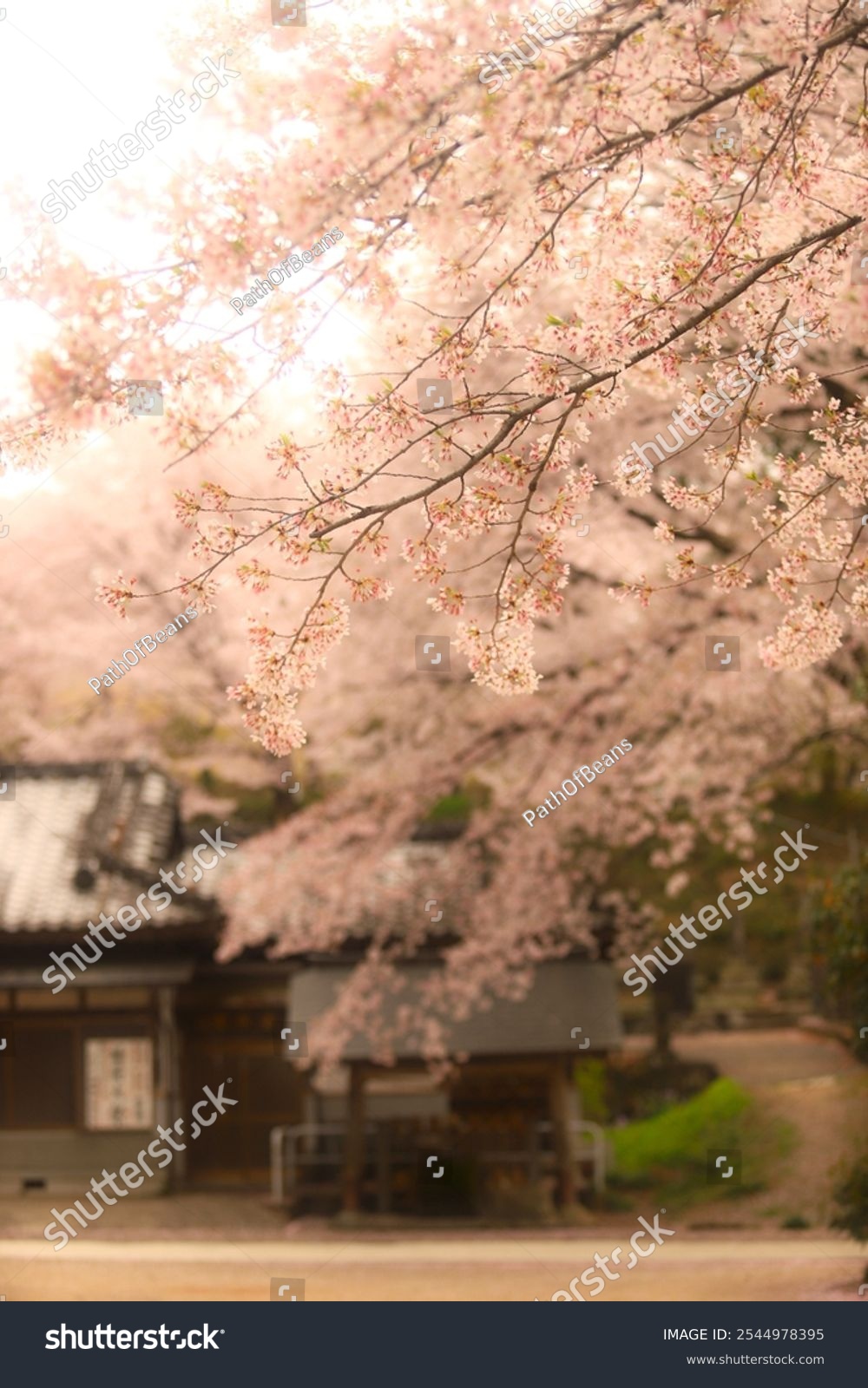 This is the full bloom of cherry blossoms in Japan during spring._站酷海洛 ...