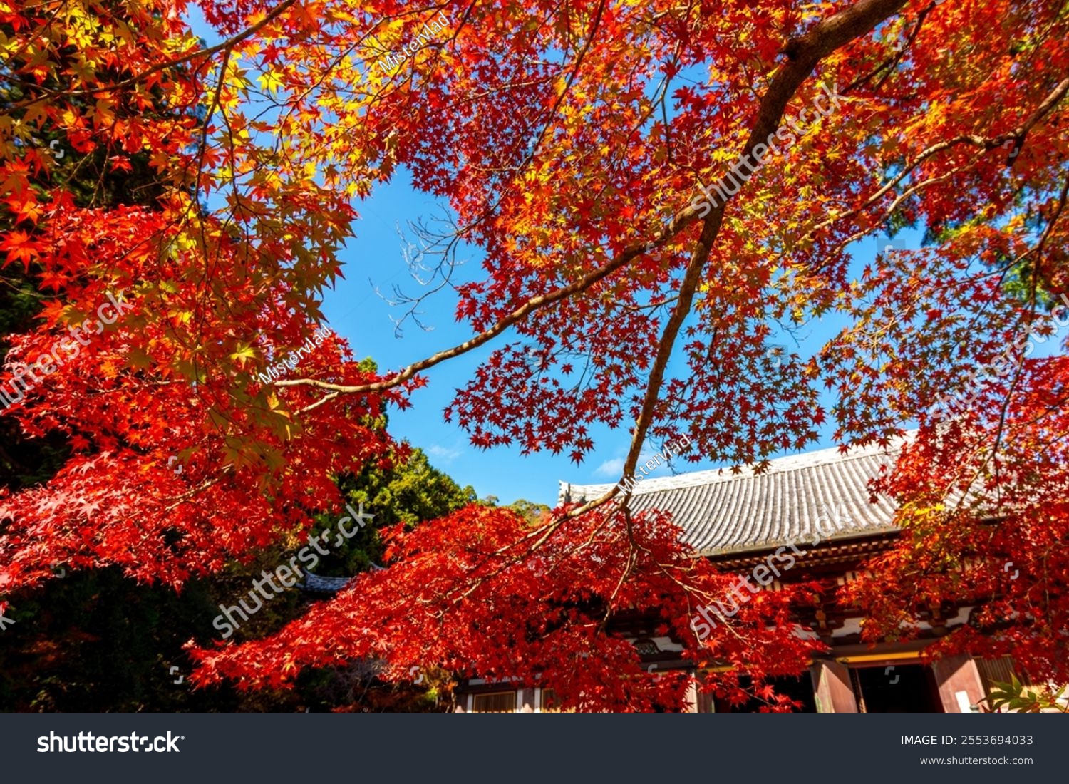Autumn foliage in Jingo-Ji temple gardens on Takao mountain Kyoto Japan ...