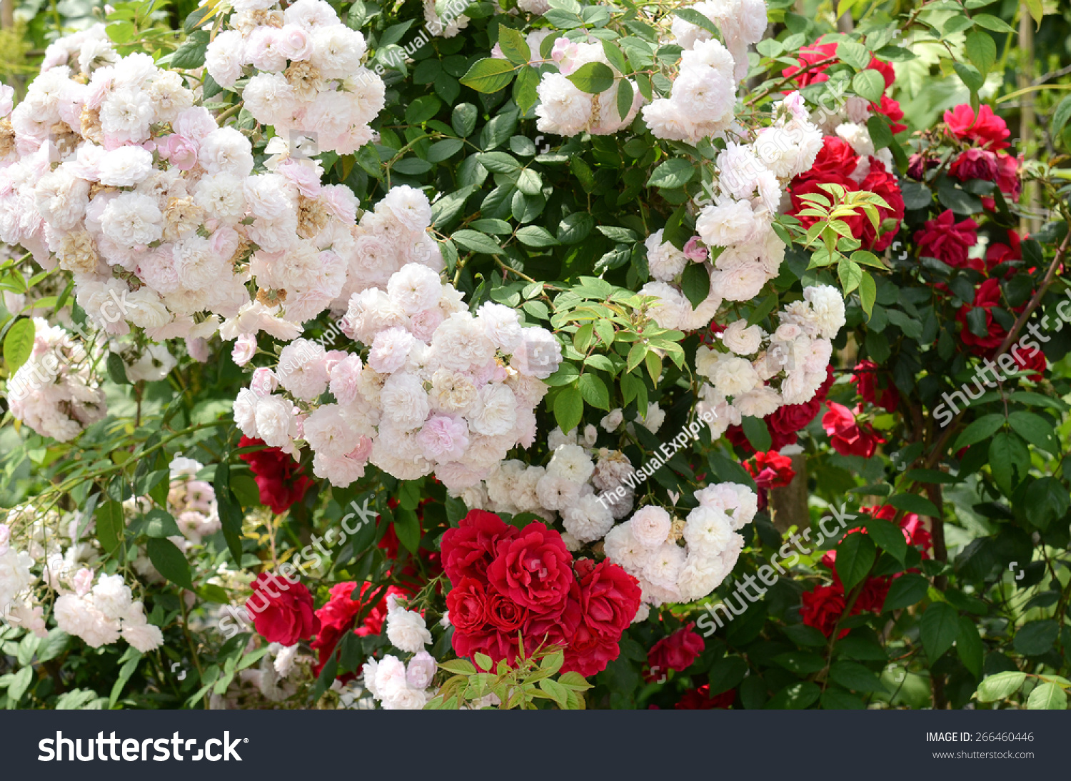 A bush of red and white roses _站酷海洛_正版图片_视频_字体_音乐素材交易平台_站酷旗下品牌