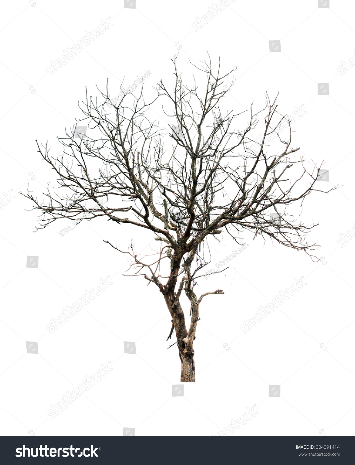 Dry tree shape isolate_站酷海洛_正版图片_视频_字体_音乐素材交易平台_站酷旗下品牌