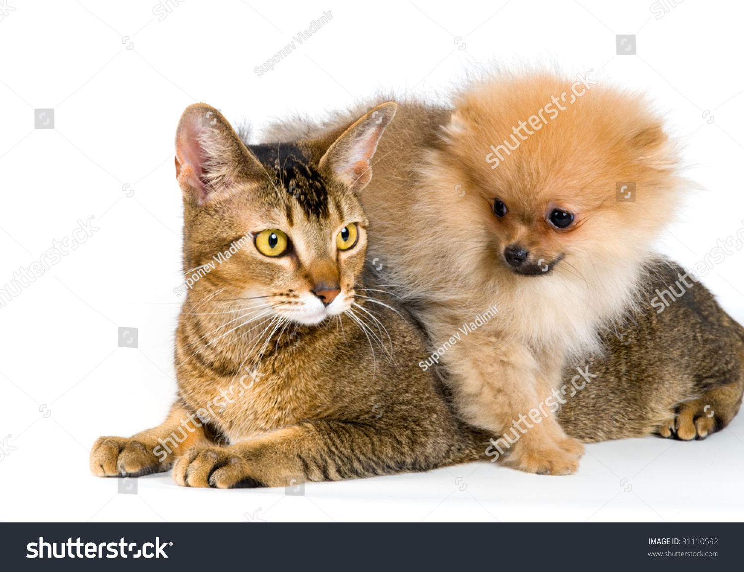 Puppy and cat in studio_站酷海洛_正版图片_视频_字体_音乐素材交易平台_站酷旗下品牌