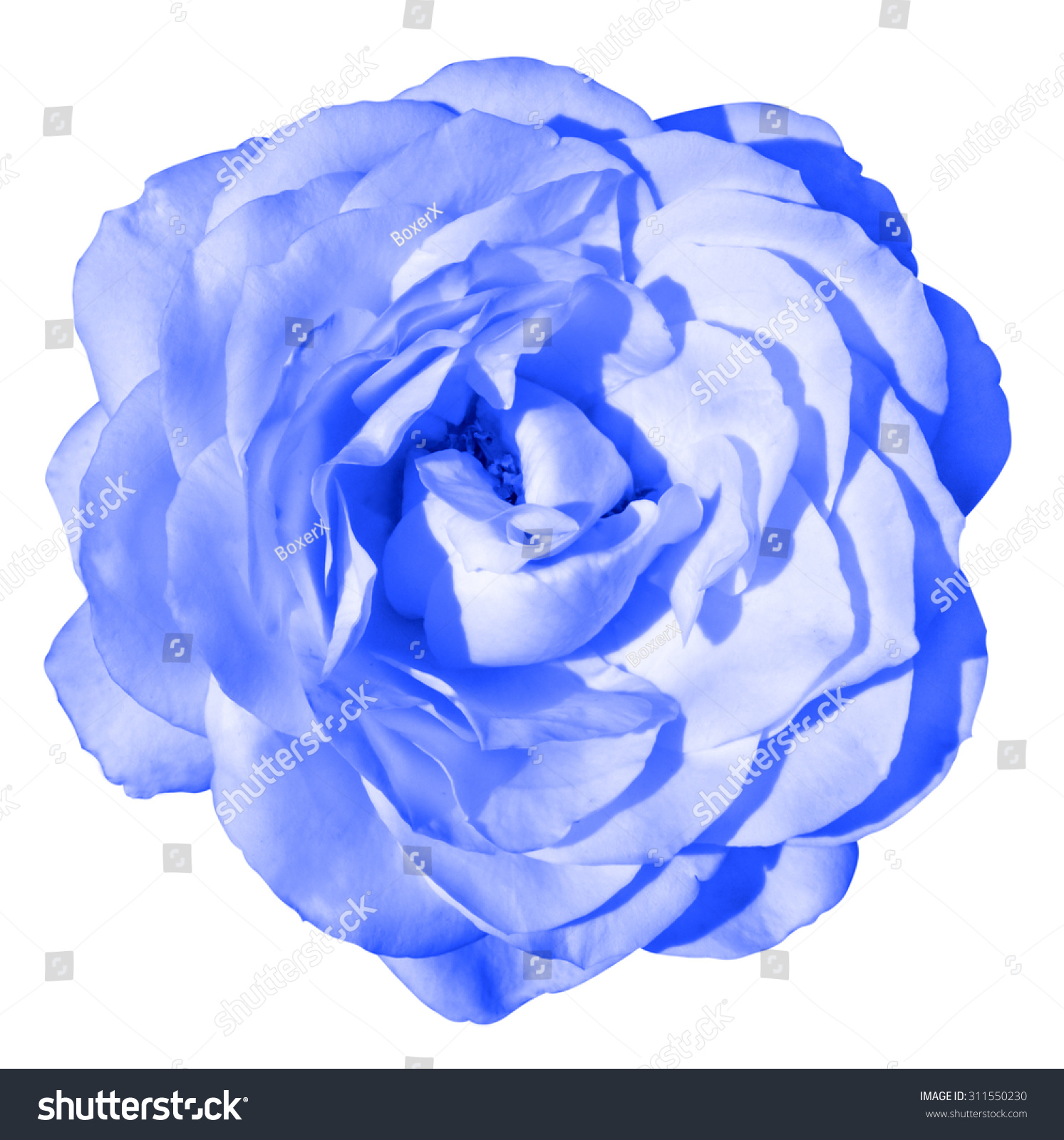 Blue tender rose flower macro isolated on white_站酷海洛_正版图片_视频_字体_音乐素材交易 ...