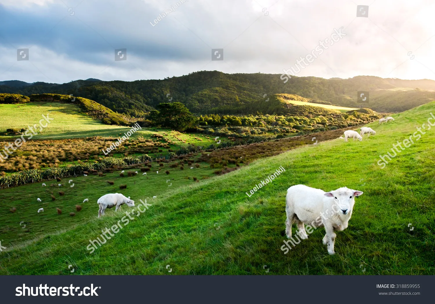 Sheep in New Zealand._站酷海洛_正版图片_视频_字体_音乐素材交易平台_站酷旗下品牌