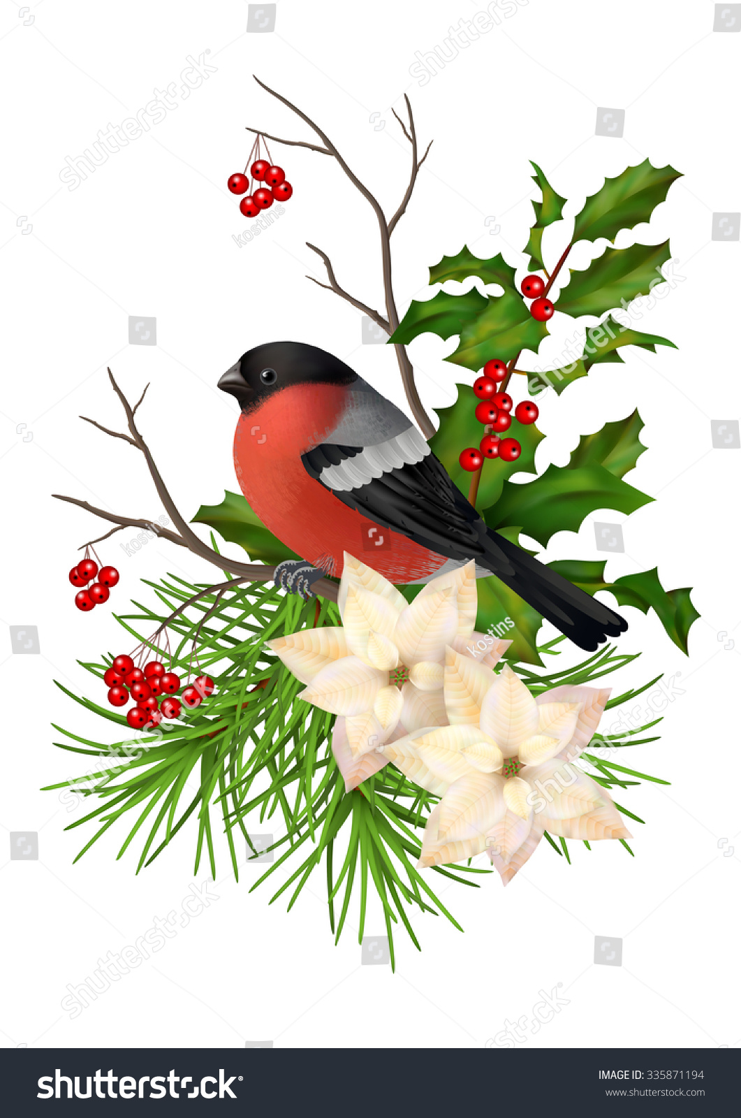 Christmas vector decorative composition. Bird bullfinch poinsettia flowers with Rowan and Holly ...