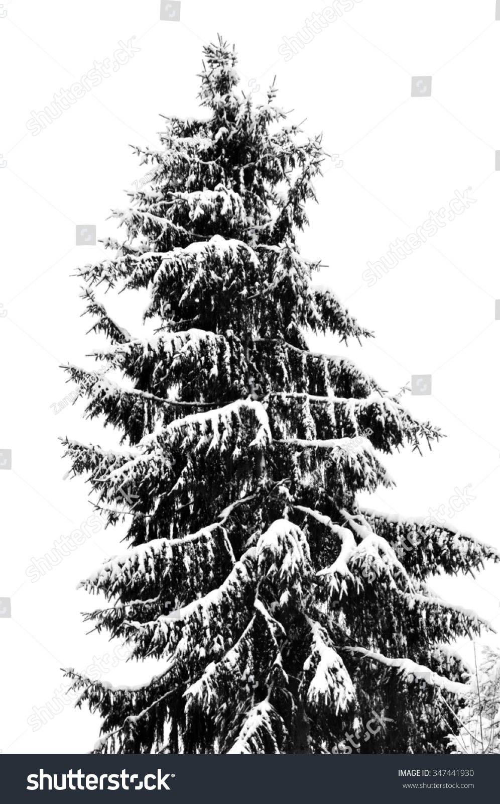 big Christmas fir tree top winter_站酷海洛_正版图片_视频_字体_音乐素材交易平台_站酷旗下品牌