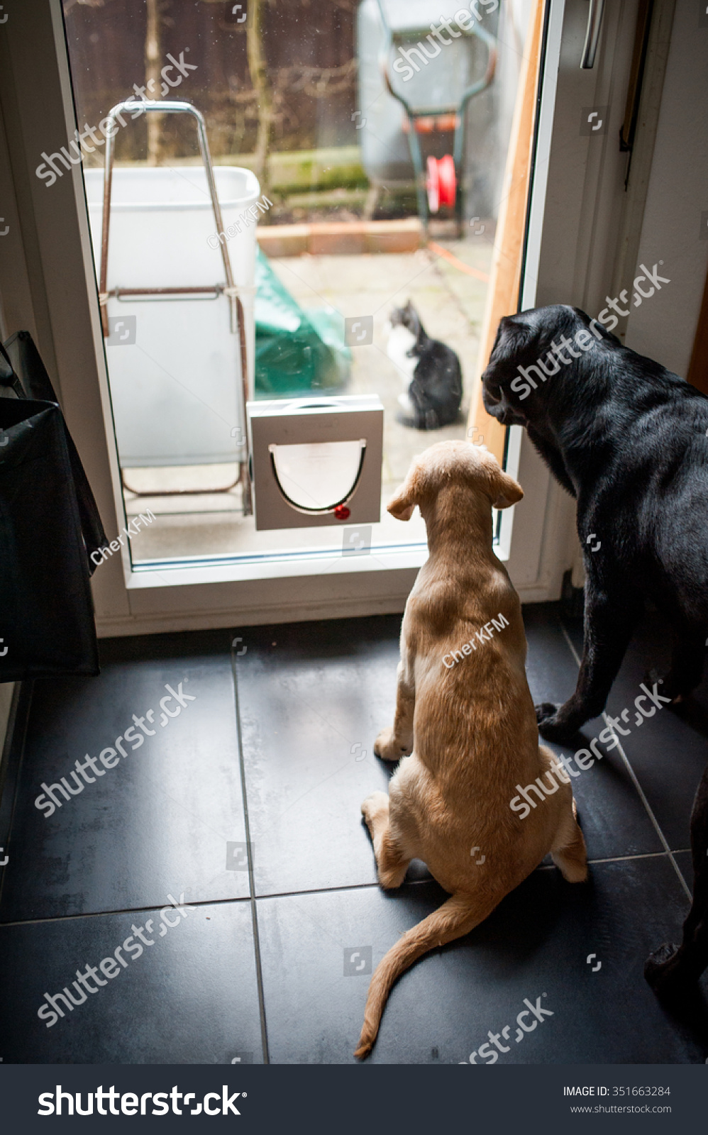 Two dogs are looking at a cat through glass._站酷海洛_正版图片_视频_字体_音乐素材交易平台_站 ...
