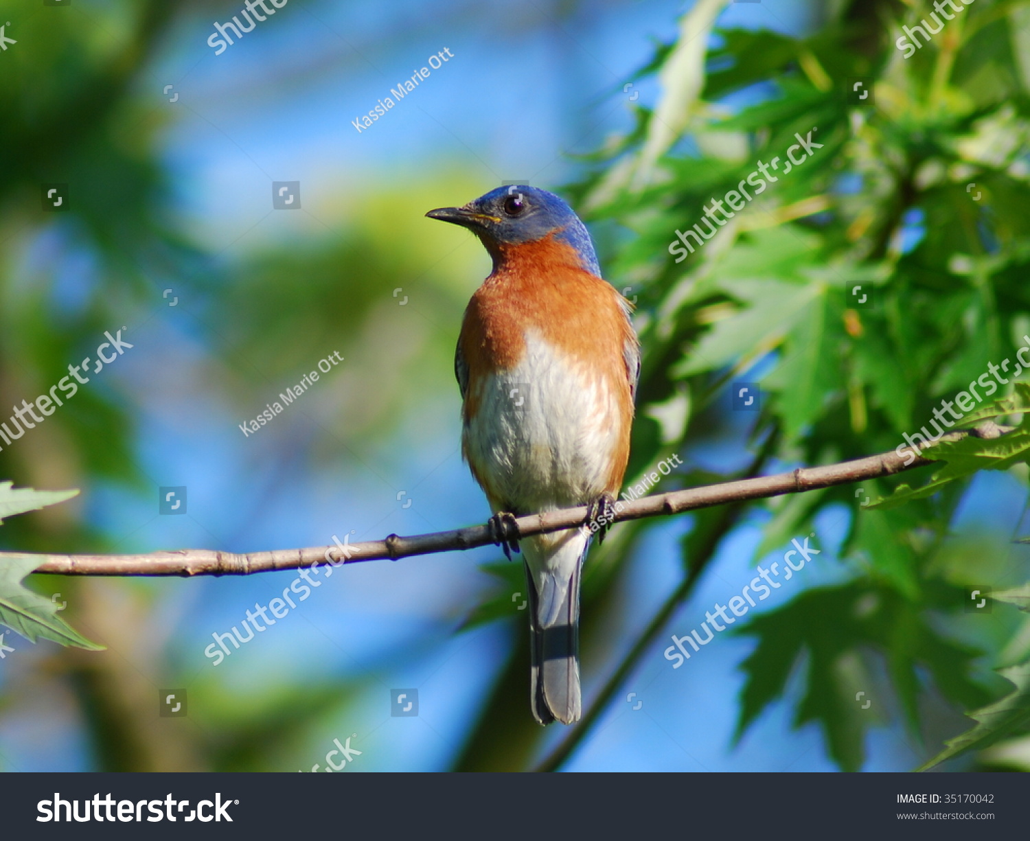 Male Bluebird_站酷海洛_正版图片_视频_字体_音乐素材交易平台_站酷旗下品牌