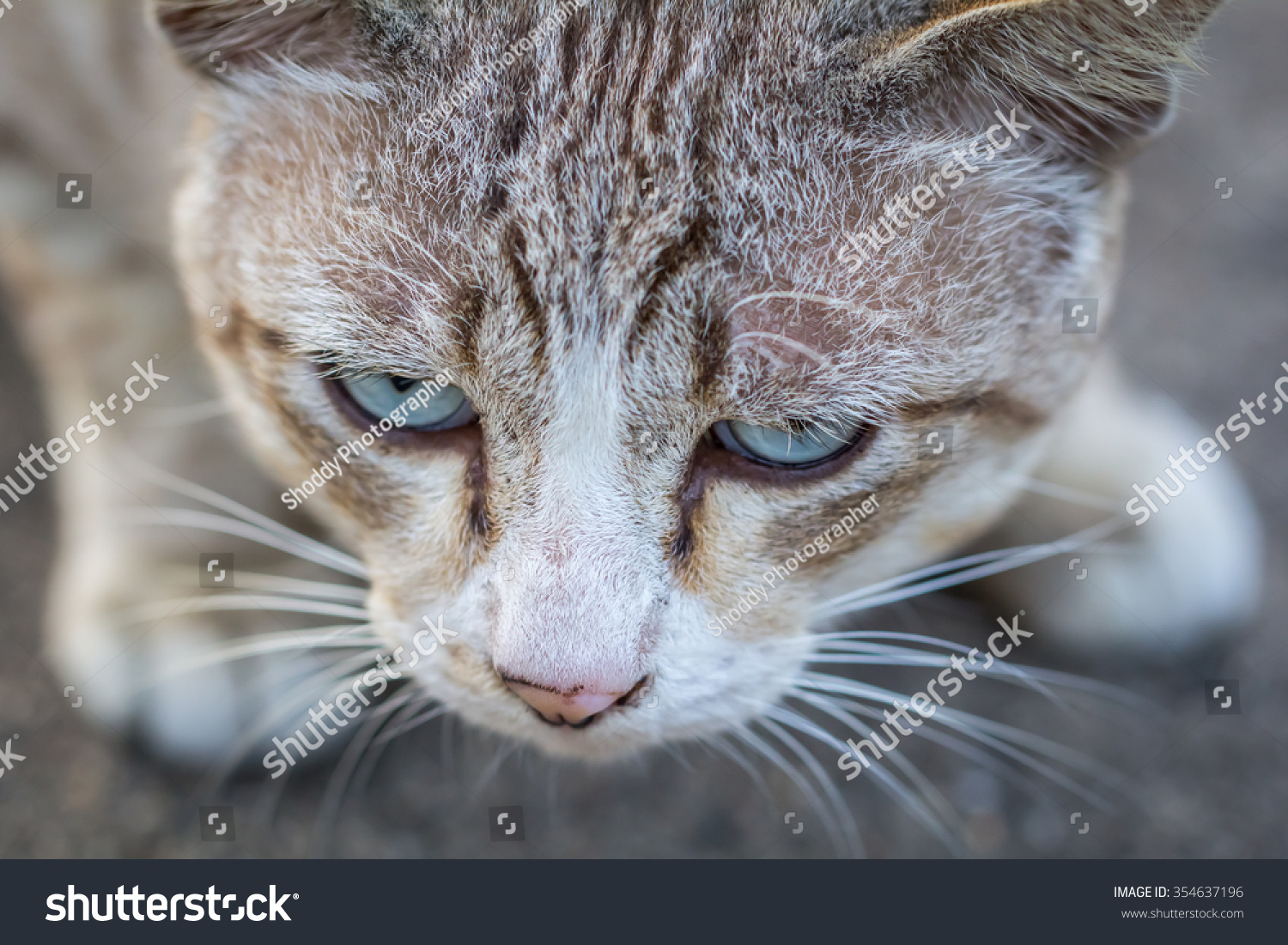 cat focused cat face soft focus shallow dof_站酷海洛_正版图片_视频_字体_音乐素材交易平台_站酷旗下品牌