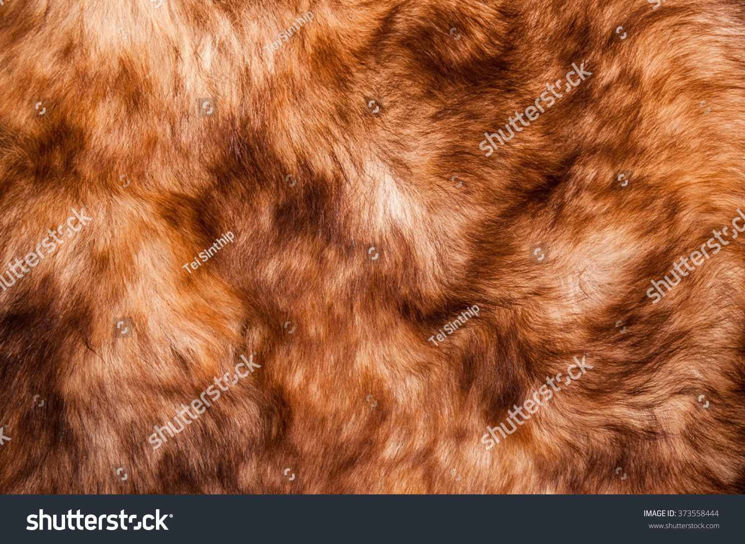 Light Brown Fur. Genuine Animal Wildlife Hair Skin. Concept and Idea Background Textures Pattern ...