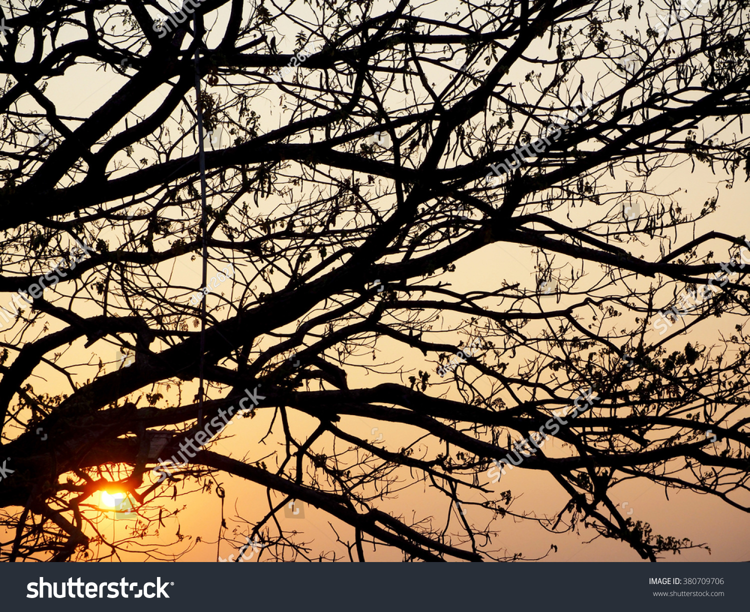 silhouette of a dry tree in the evening with sunset sky_站酷海洛_正版图片_视频_字体 ...