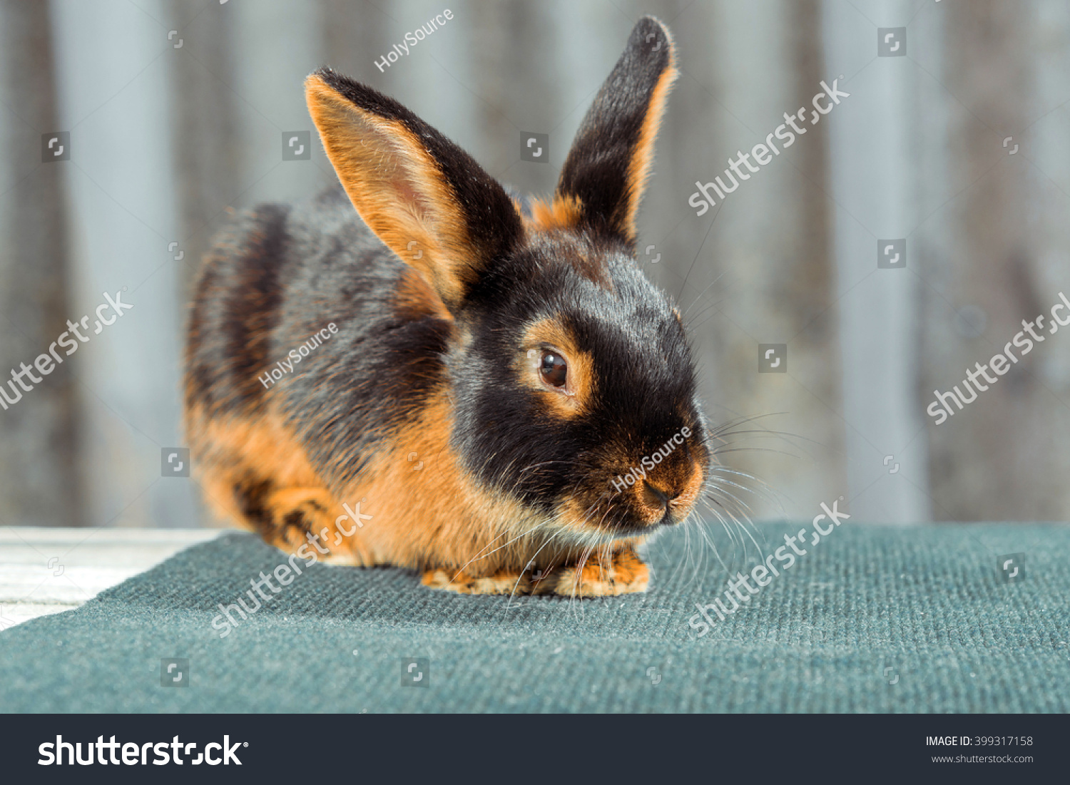 Fiery-black cute rabbit sitting on a table outside. Black brown hair ...