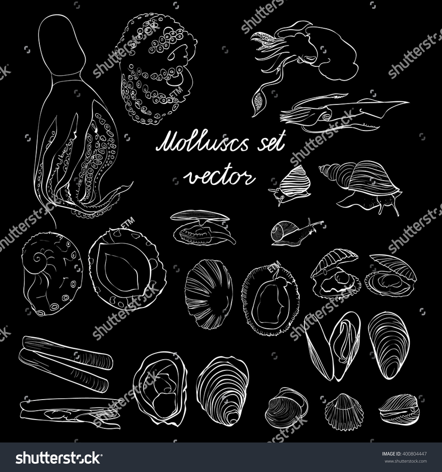 Molluscs set vector illustration. Black and white linear graphic. Easy ...