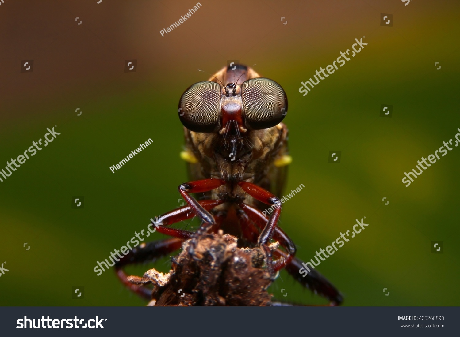 Robber fly Insect in Thailand_站酷海洛_正版图片_视频_字体_音乐素材交易平台_站酷旗下品牌