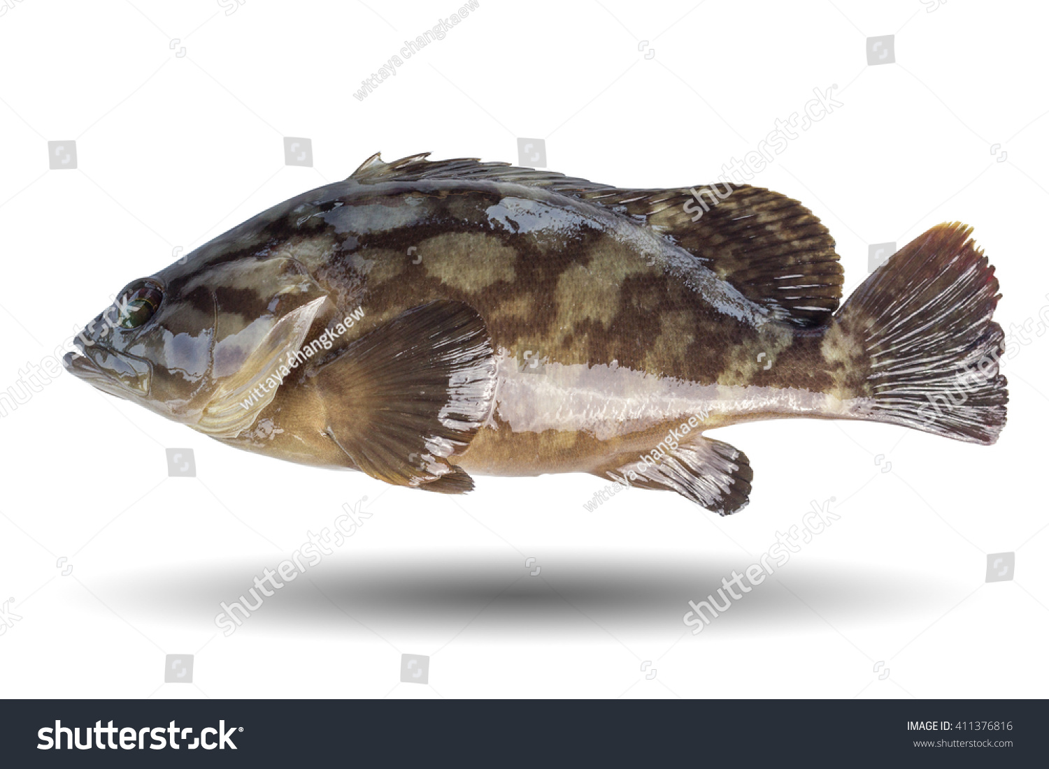 Cloudy Grouper Sea Bass Rockcods Cods Hinds Trouts Cloudy Rock Cod ...