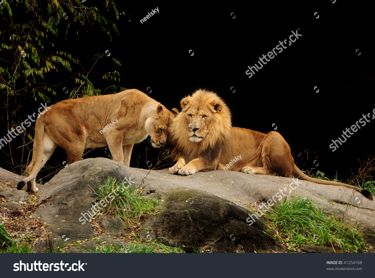 Love among animals - Loving pair of lion and lioness who are just made ...
