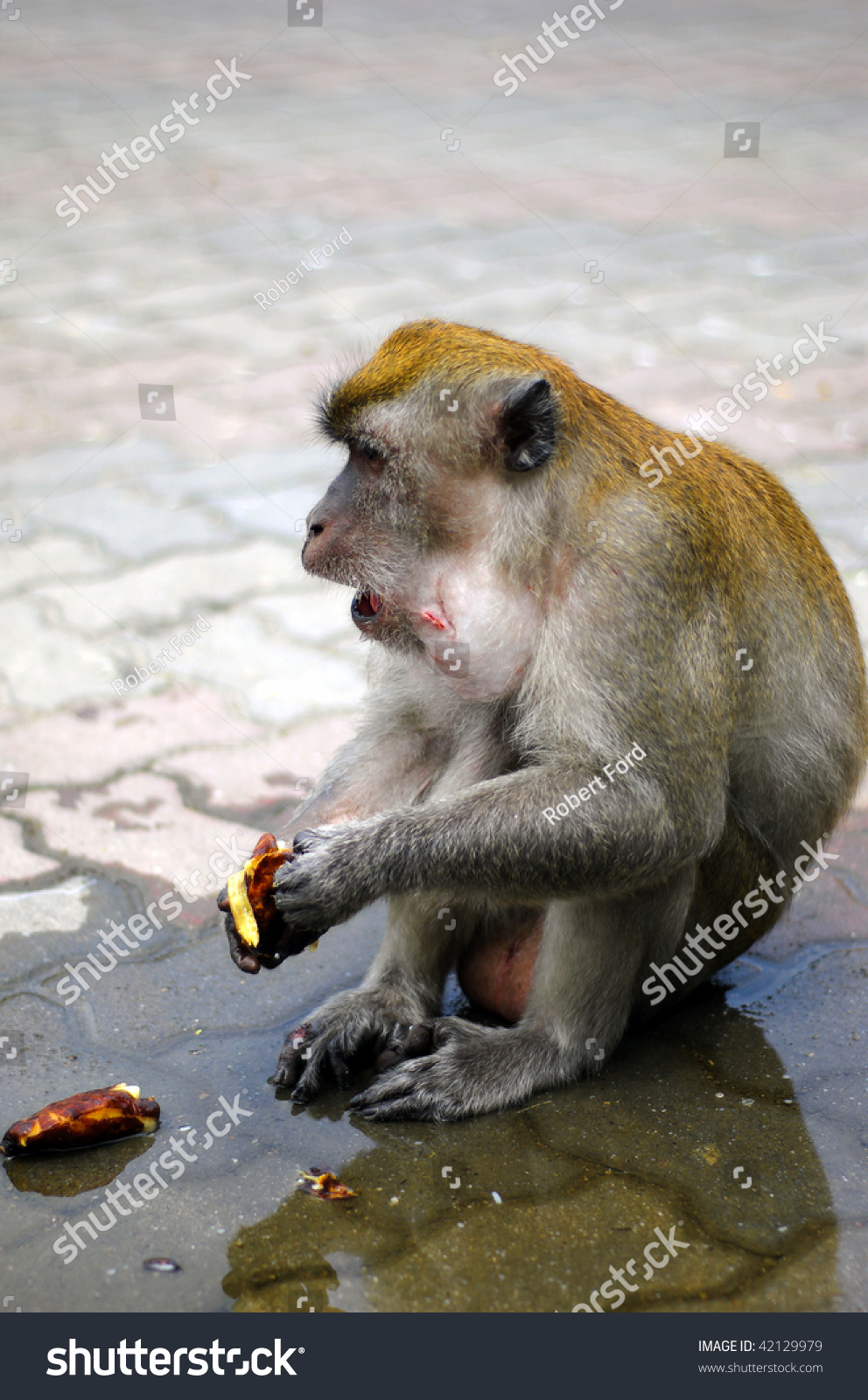 A macaque monkey looking battered with scars feeding on scraps at Batu ...