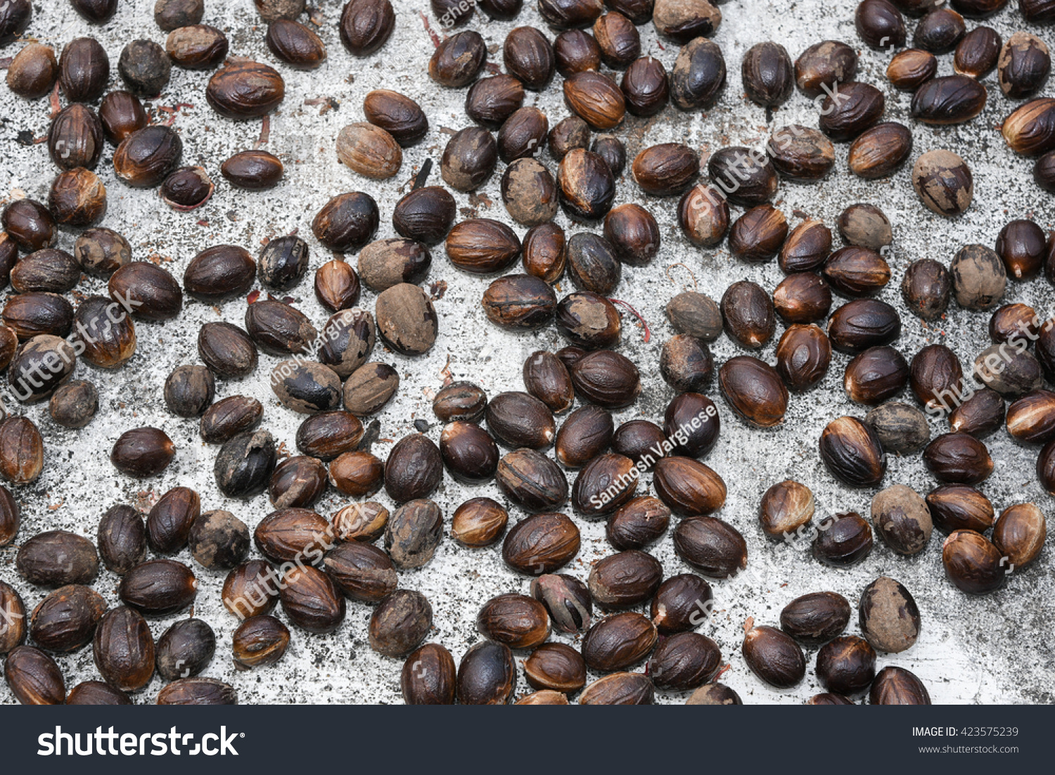 Many or lots of dried whole nutmeg / pala in Kerala India. Indian spice ...