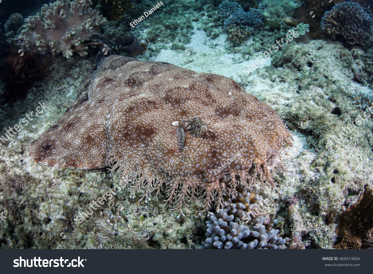 A Tasselled wobbegong shark (Eucrossorhinus dasypogon) lies on the ...