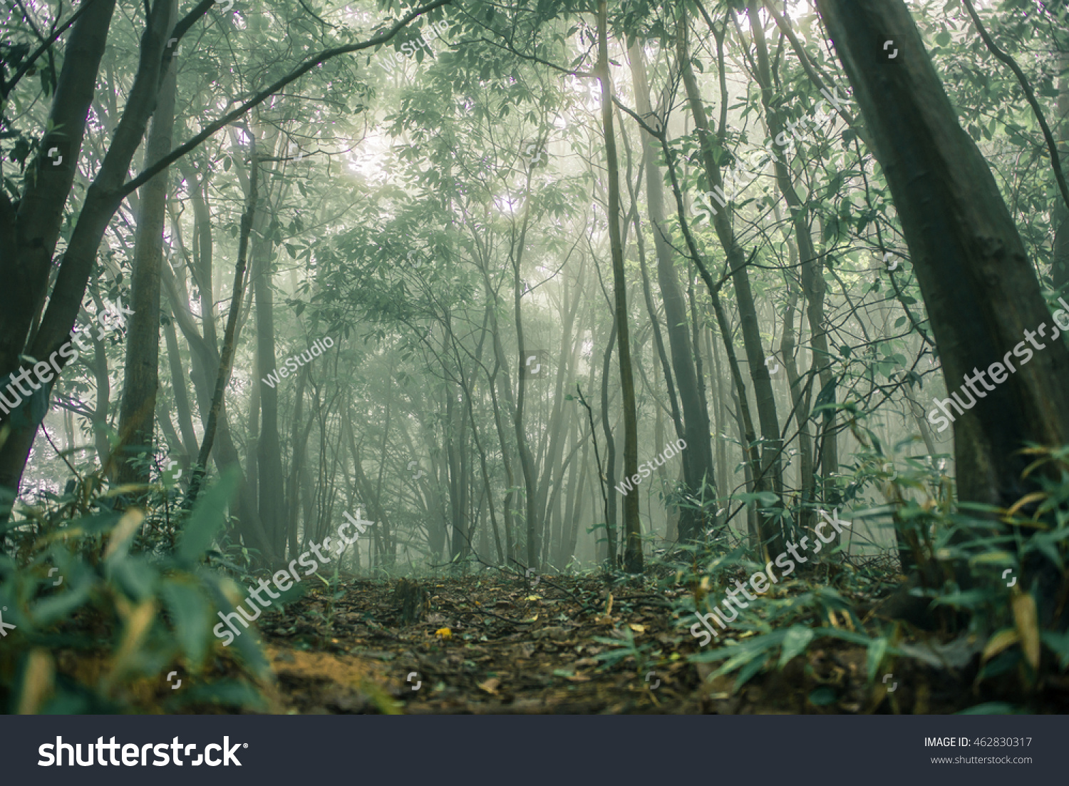 Forest Tree with sun light in rainforest._站酷海洛_正版图片_视频_字体_音乐素材交易平台_站酷旗下品牌