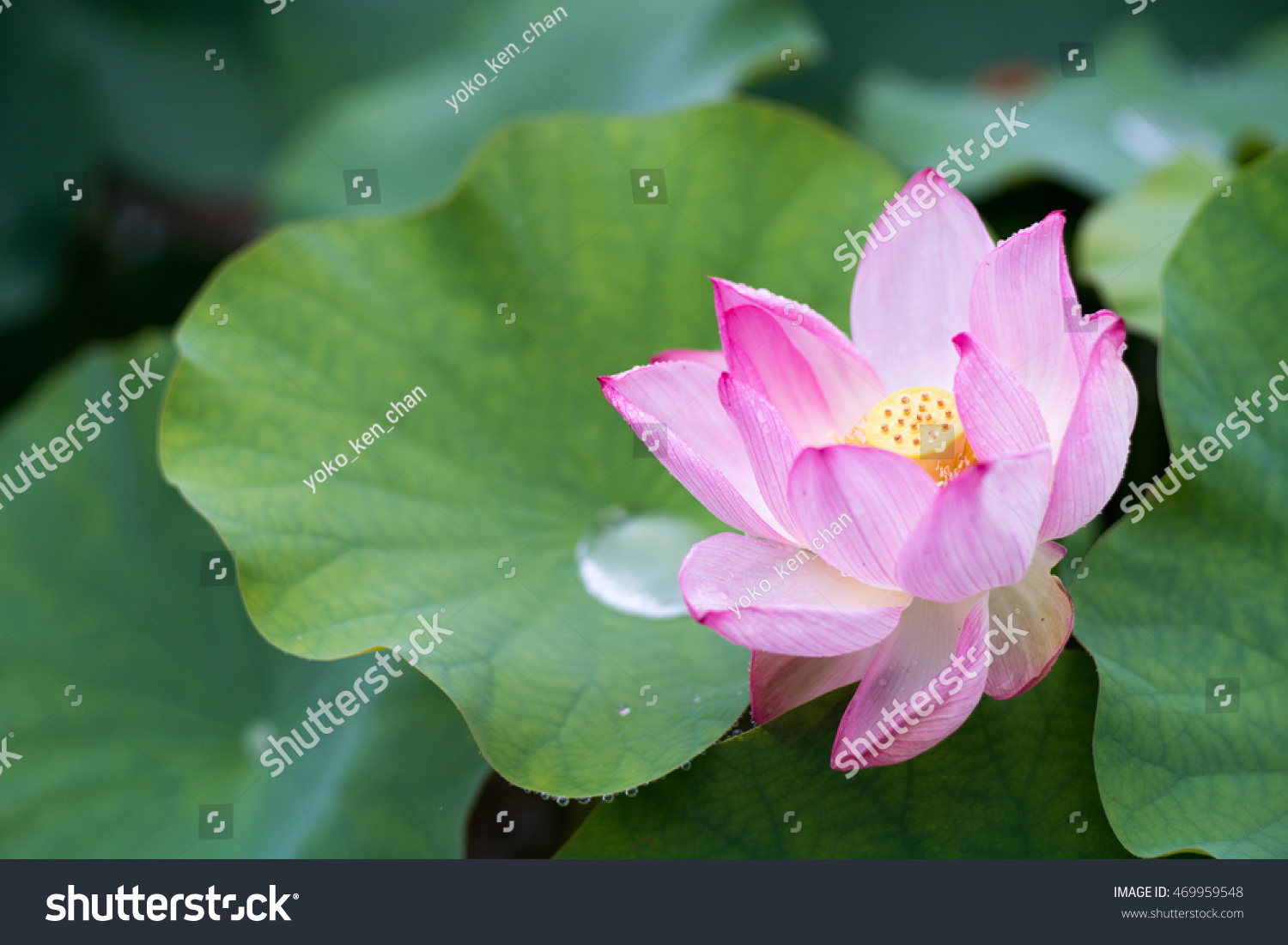 Lotus at Kikouji-temple nara japan_站酷海洛_正版图片_视频_字体_音乐素材交易平台_站酷旗下品牌