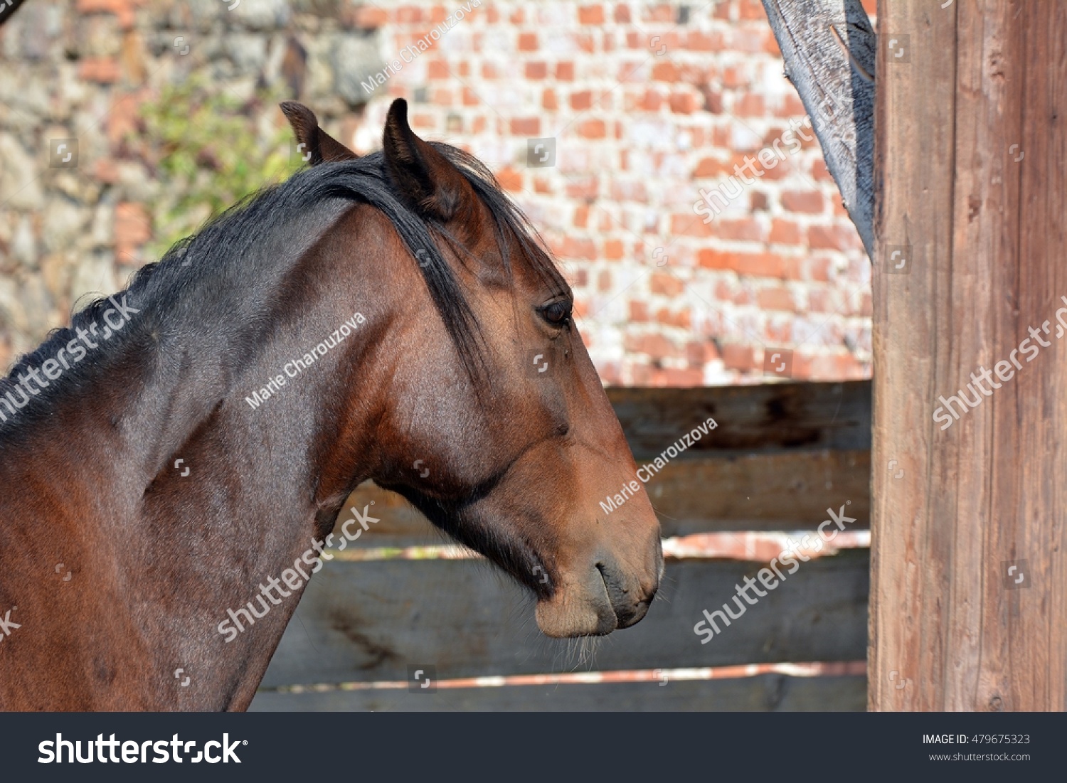 Profile of a horse_站酷海洛_正版图片_视频_字体_音乐素材交易平台_站酷旗下品牌