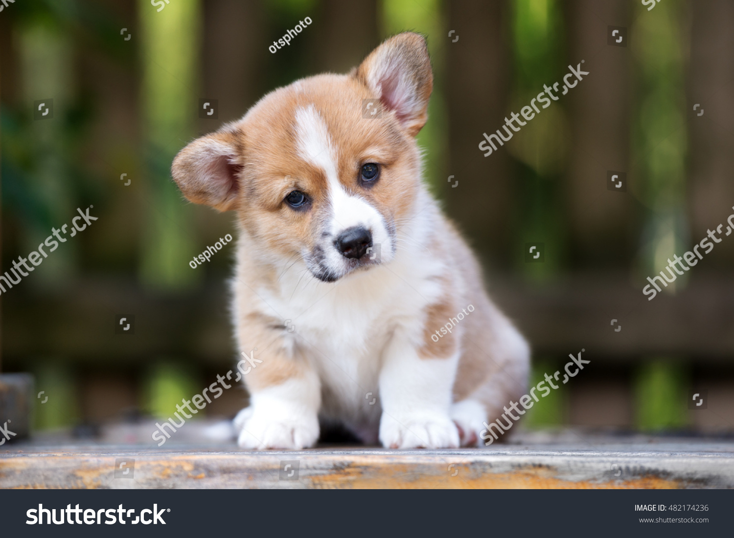 adorable red corgi puppy posing outdoors_站酷海洛_正版图片_视频_字体_音乐素材交易平台_站酷旗下品牌