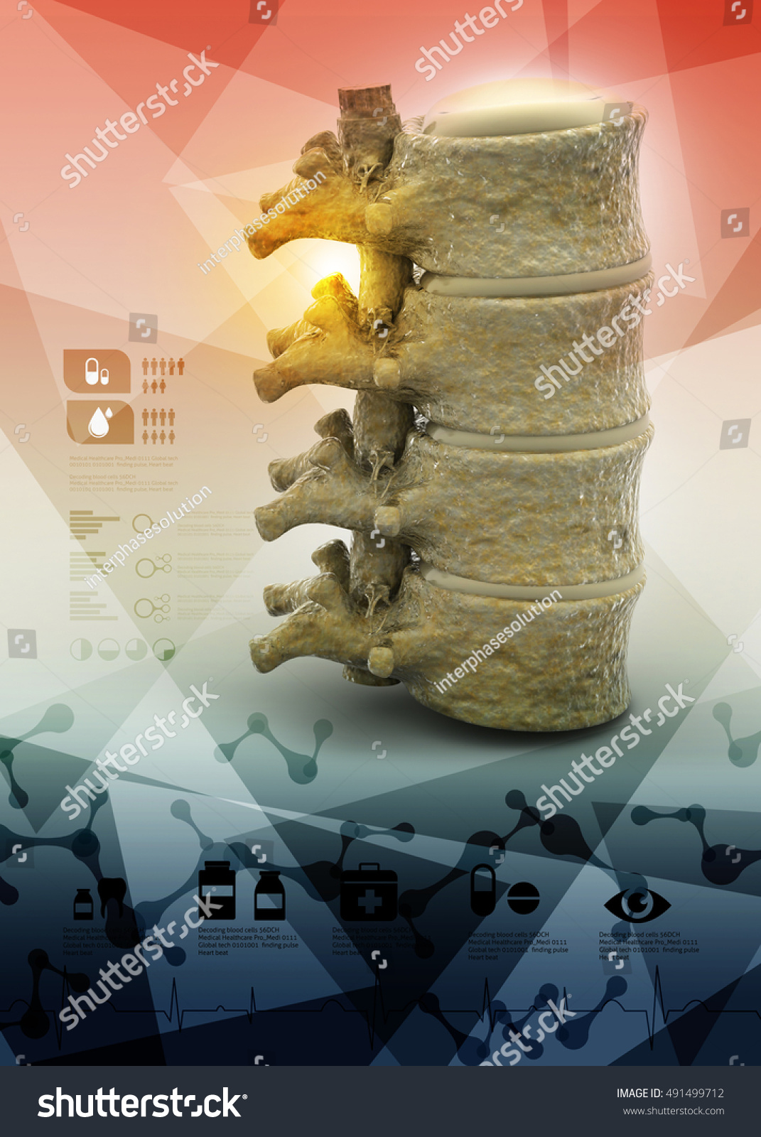 3d illustration of Human spinal cord_站酷海洛_正版图片_视频_字体_音乐素材交易平台_站酷旗下品牌
