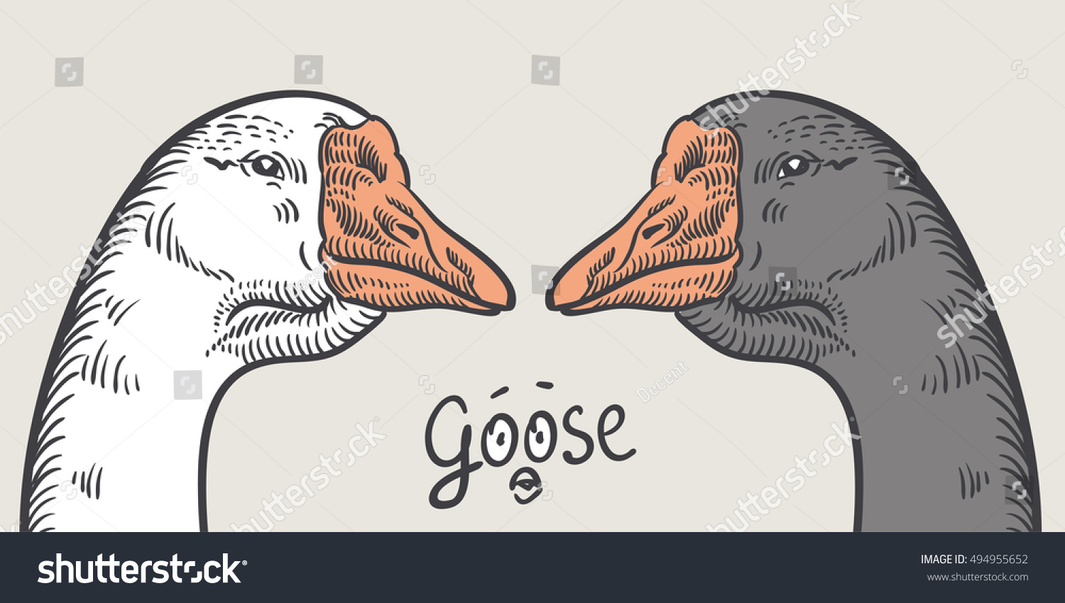 Portrait of two geese (close up of face). White goose Grey goose goose ...