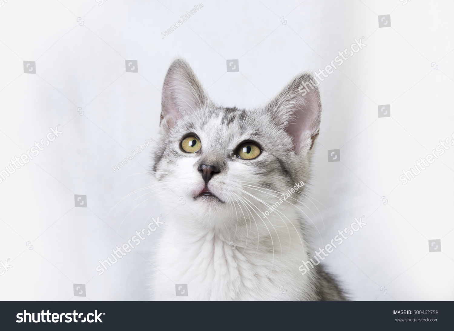 beautiful silver cat kitten studio portrait on white_站酷海洛_正版图片_视频_字体_音乐 ...
