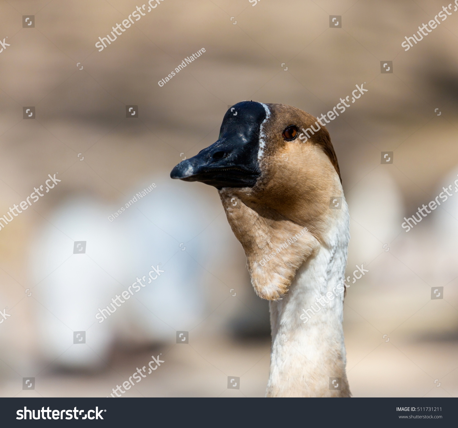 The Chinese goose is a breed of domesticated goose descended from the ...