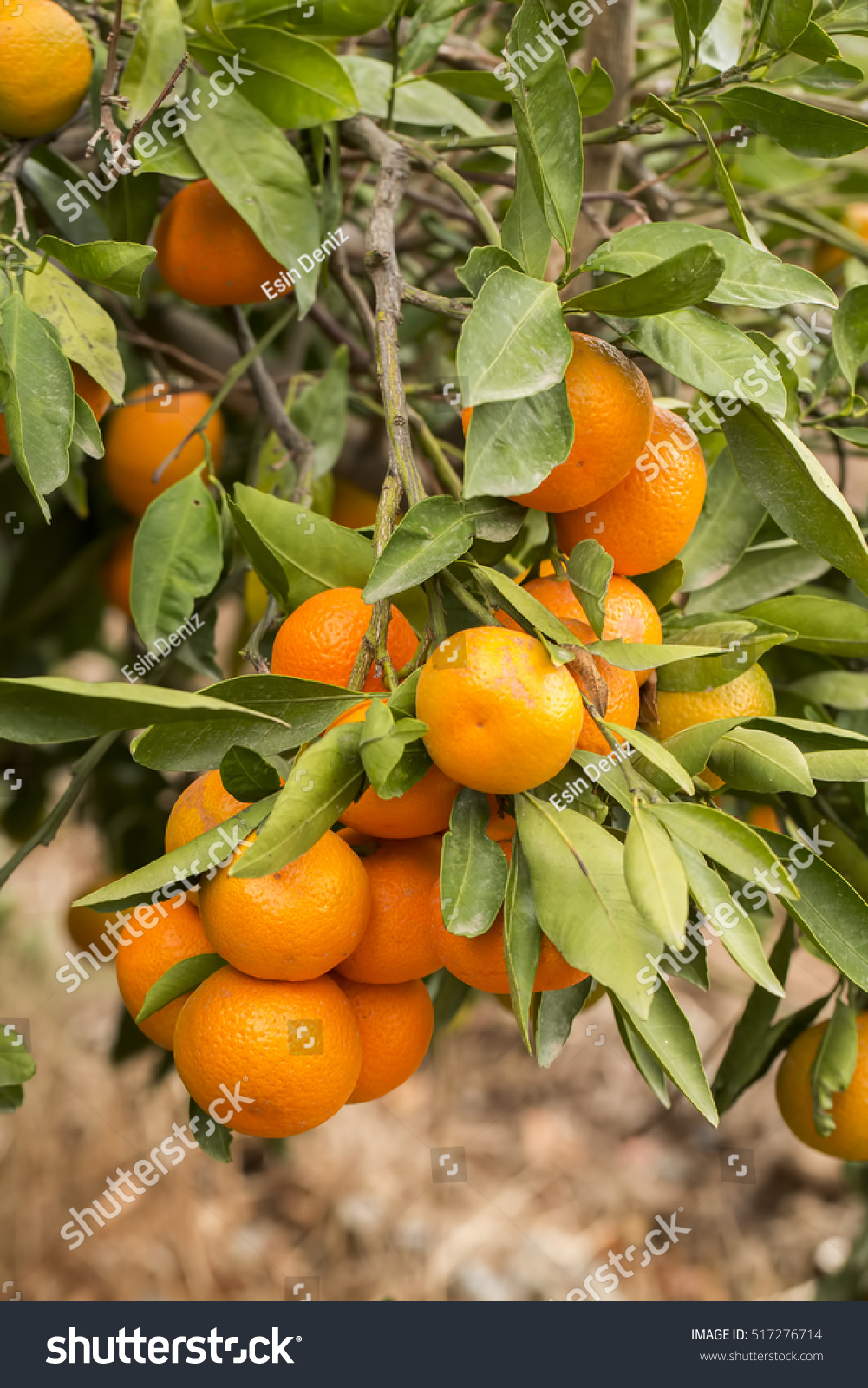 Mandarin Tree_站酷海洛_正版图片_视频_字体_音乐素材交易平台_站酷旗下品牌