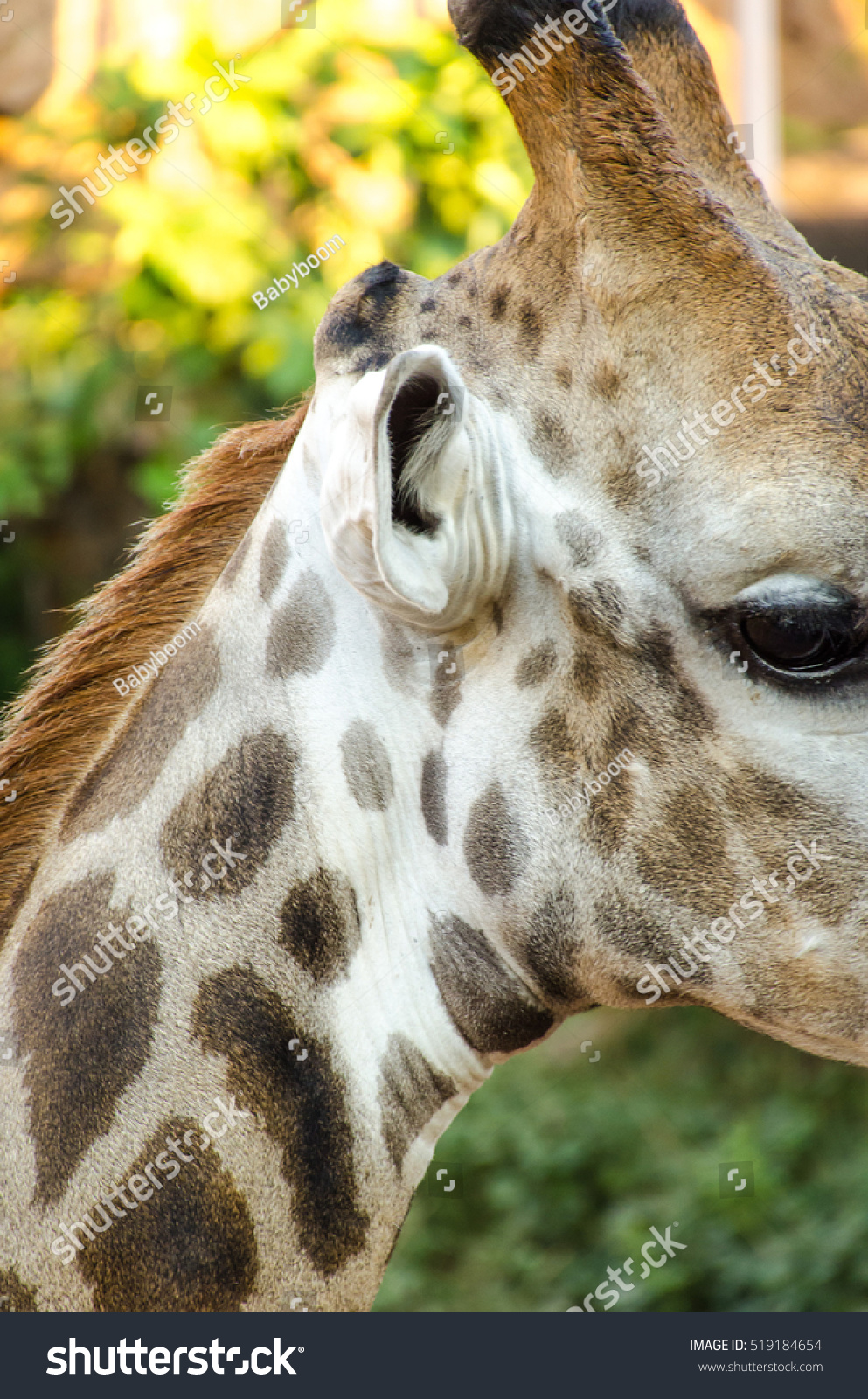 close-up giraffe ear and eye tall mammal african_站酷海洛_正版图片_视频_字体_音乐素材交易 ...