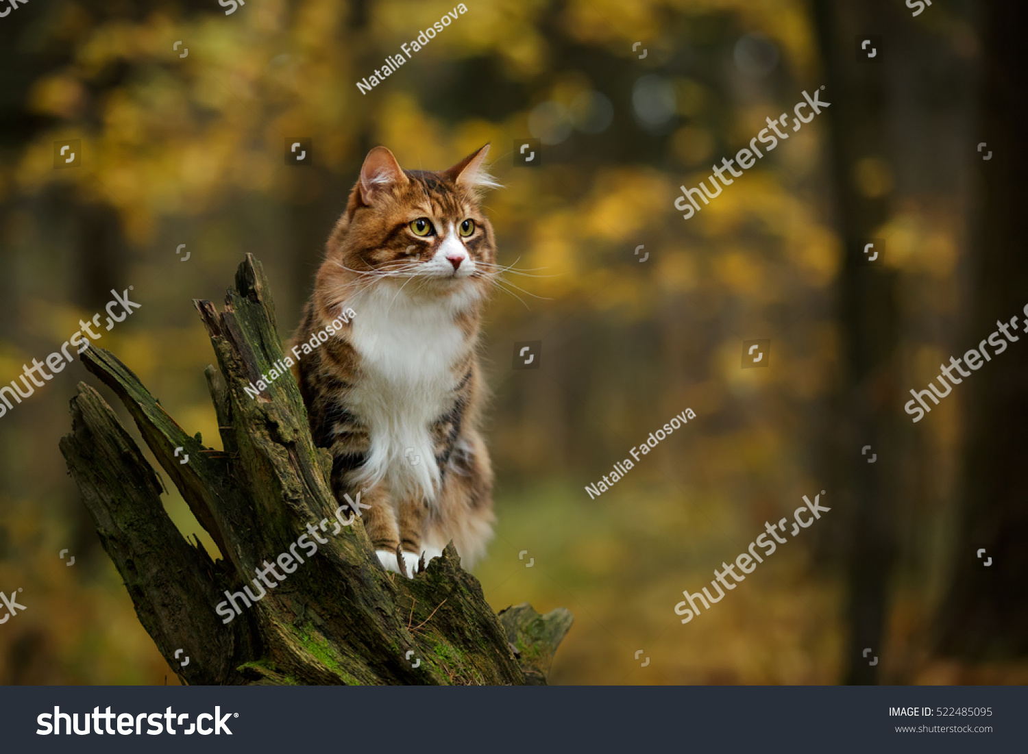 kuril bobtail russian cat walking outdoor in the forest_站酷海洛_正版图片_视频_字体 ...