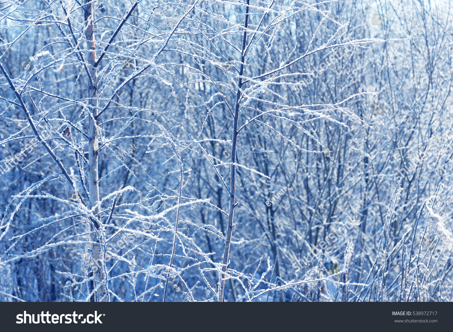 Tree branches frozen in the ice. Frozen tree branch in winter forest ...