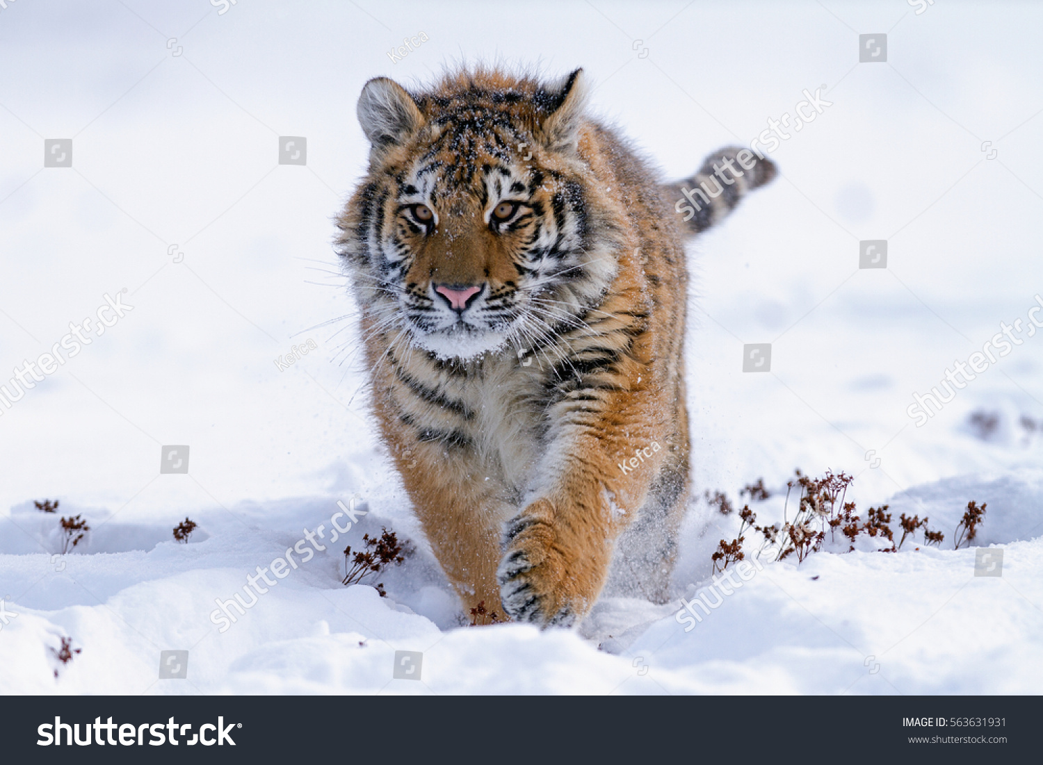 Siberian tiger passes through a snowy meadow (Panthera tigris altaica ...