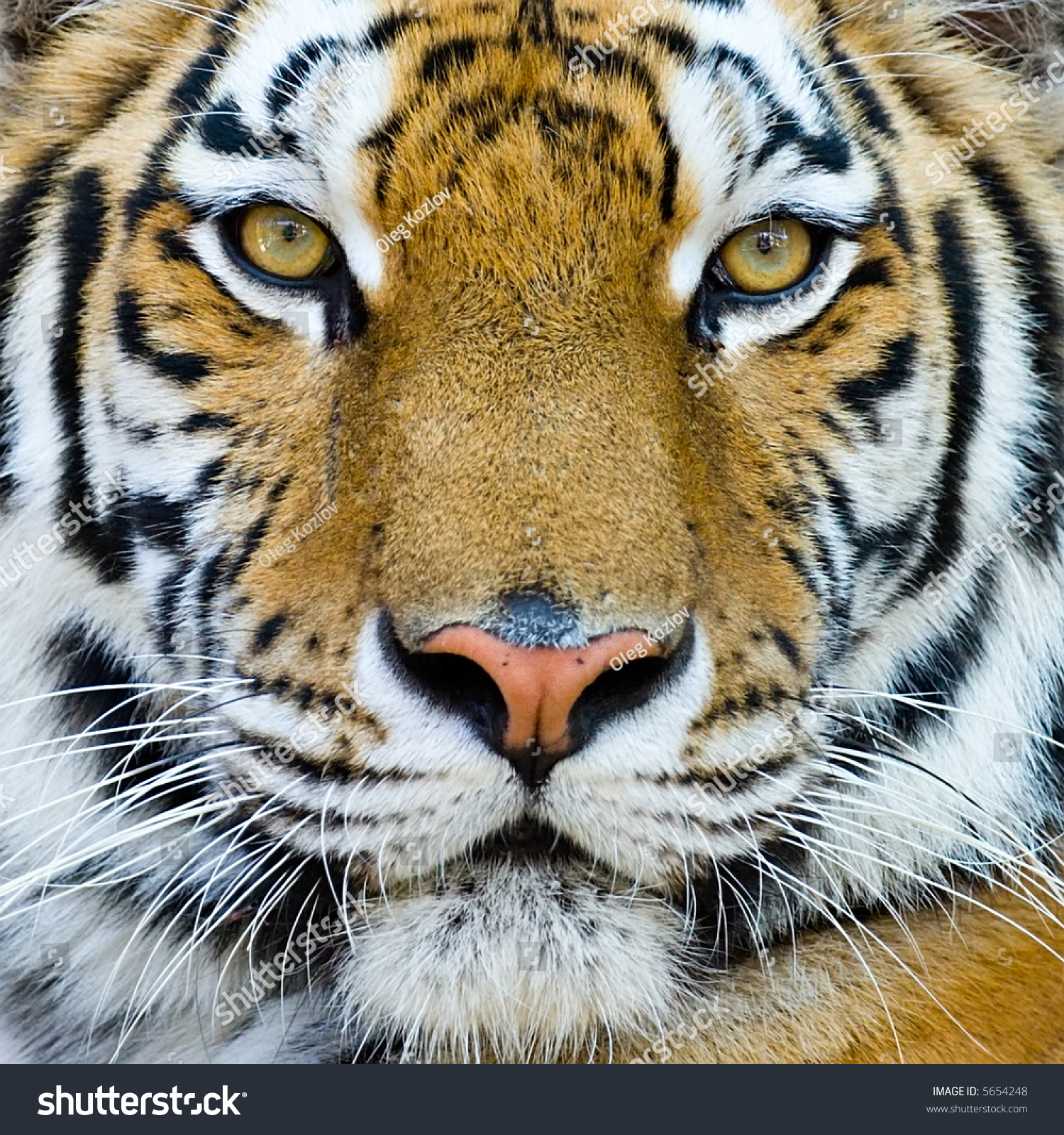 close-up portrait of the big tiger_站酷海洛_正版图片_视频_字体_音乐素材交易平台_站酷旗下品牌