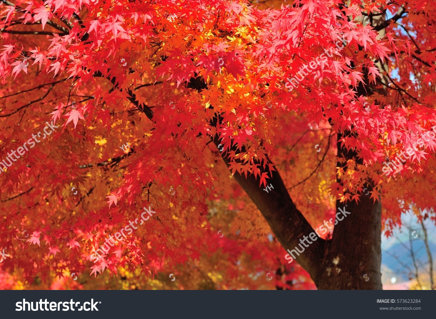 Maple leaves transfer to red in the fall_站酷海洛_正版图片_视频_字体_音乐素材交易平台_站酷旗下品牌