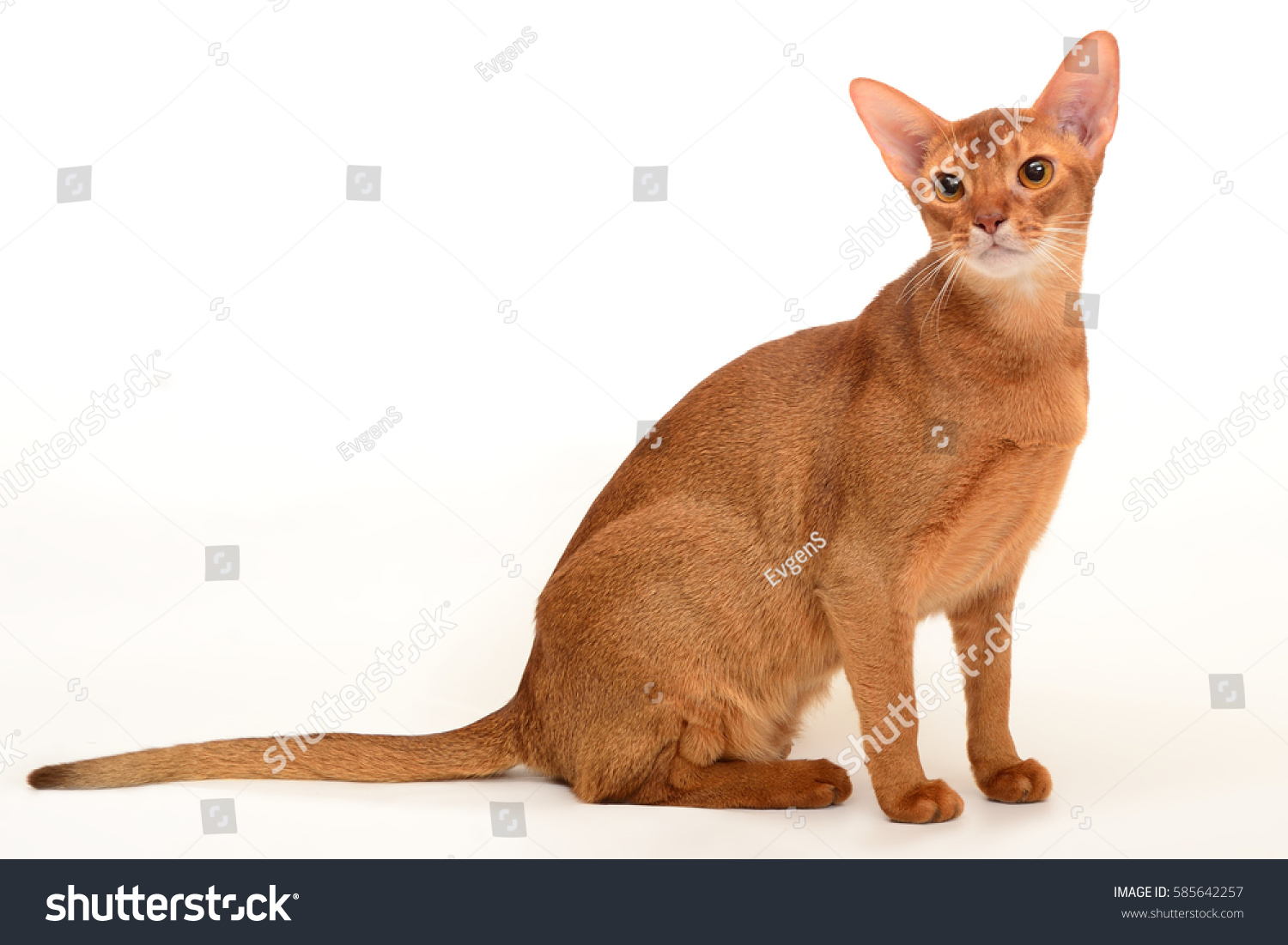 Abyssinian cat sorrel colored female_站酷海洛_正版图片_视频_字体_音乐素材交易平台_站酷旗下品牌