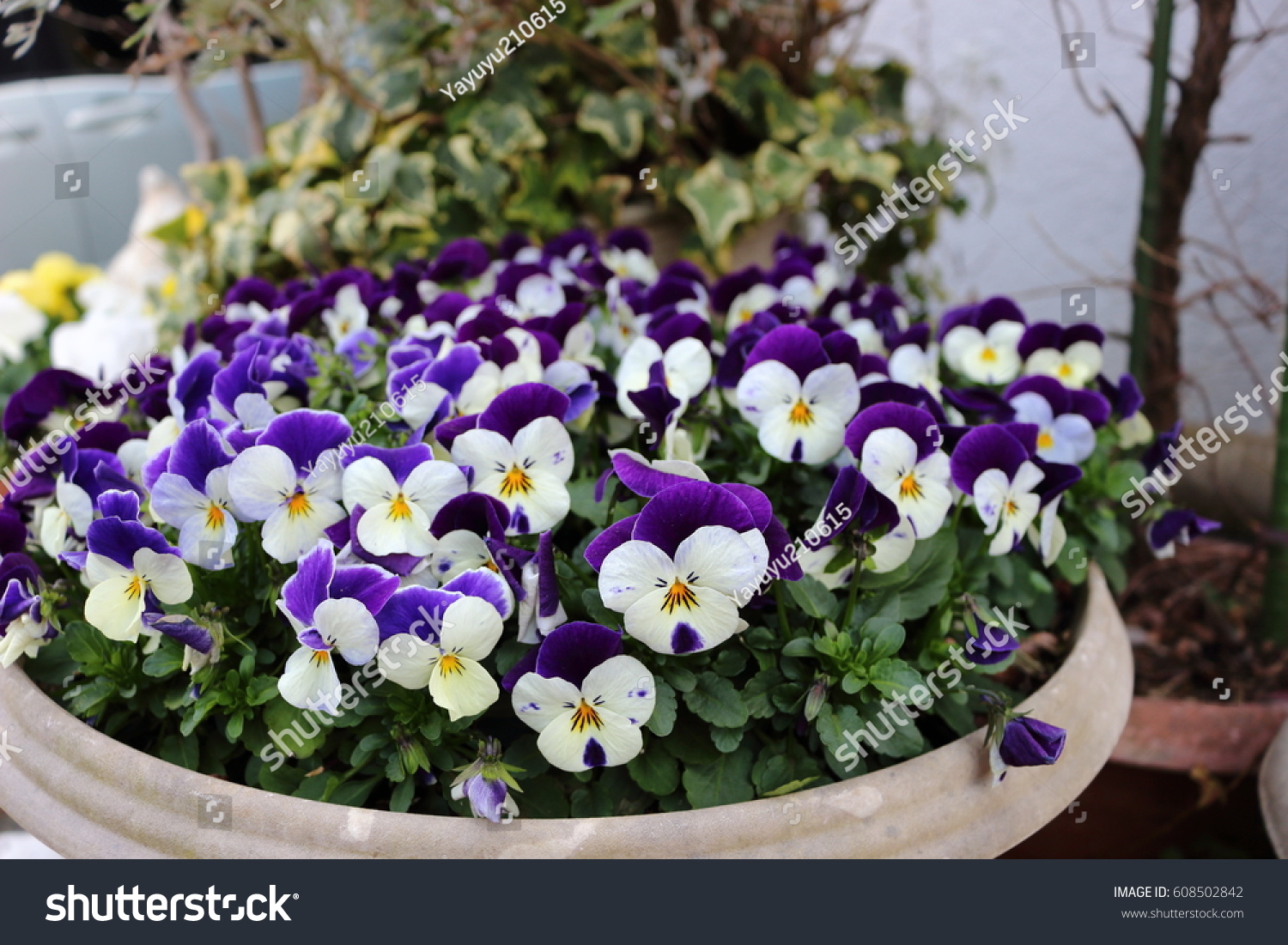 Blue and white pansy_站酷海洛_正版图片_视频_字体_音乐素材交易平台_站酷旗下品牌