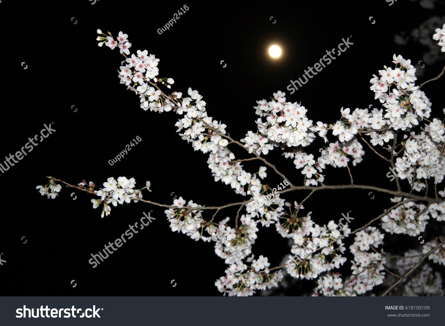 Light up at night cherry blossoms Gunma Japan_站酷海洛_正版图片_视频_字体_音乐素材交易平台 ...
