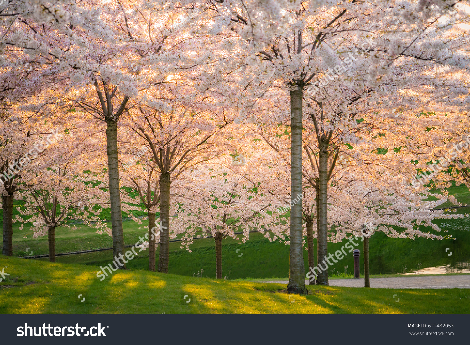 The Danish Honorary Consul of Hiroshima gave Copenhagen 200 flowering ...