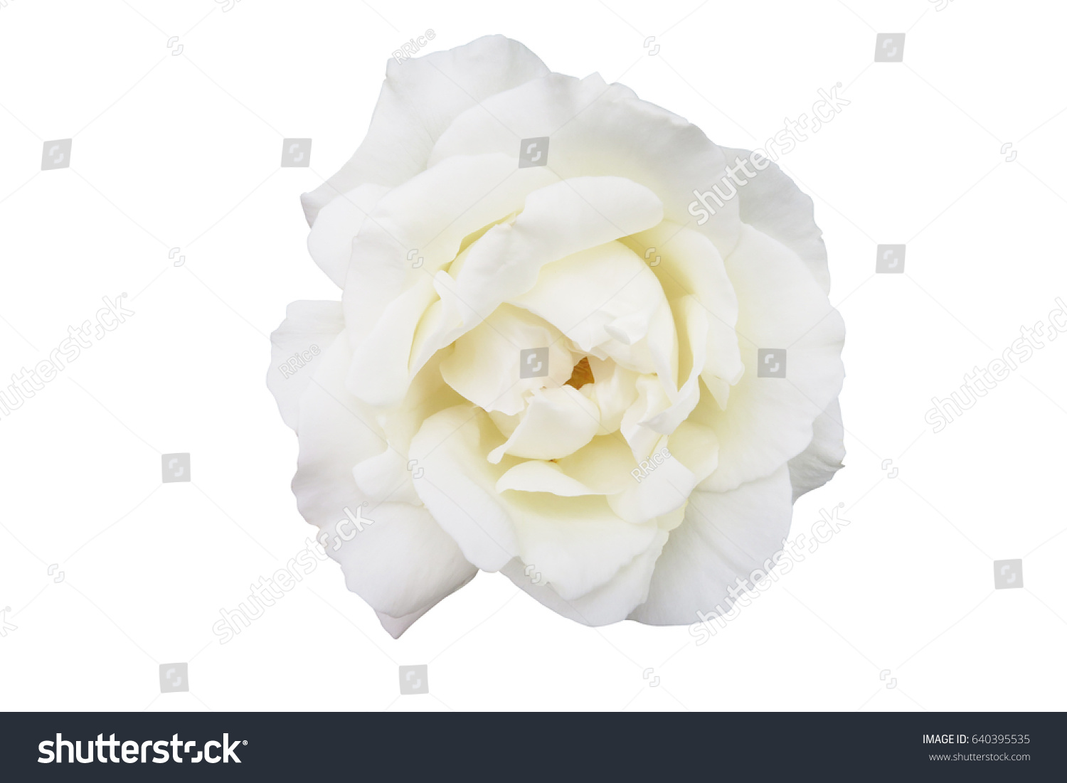 white rose white background_站酷海洛_正版图片_视频_字体_音乐素材交易平台_站酷旗下品牌