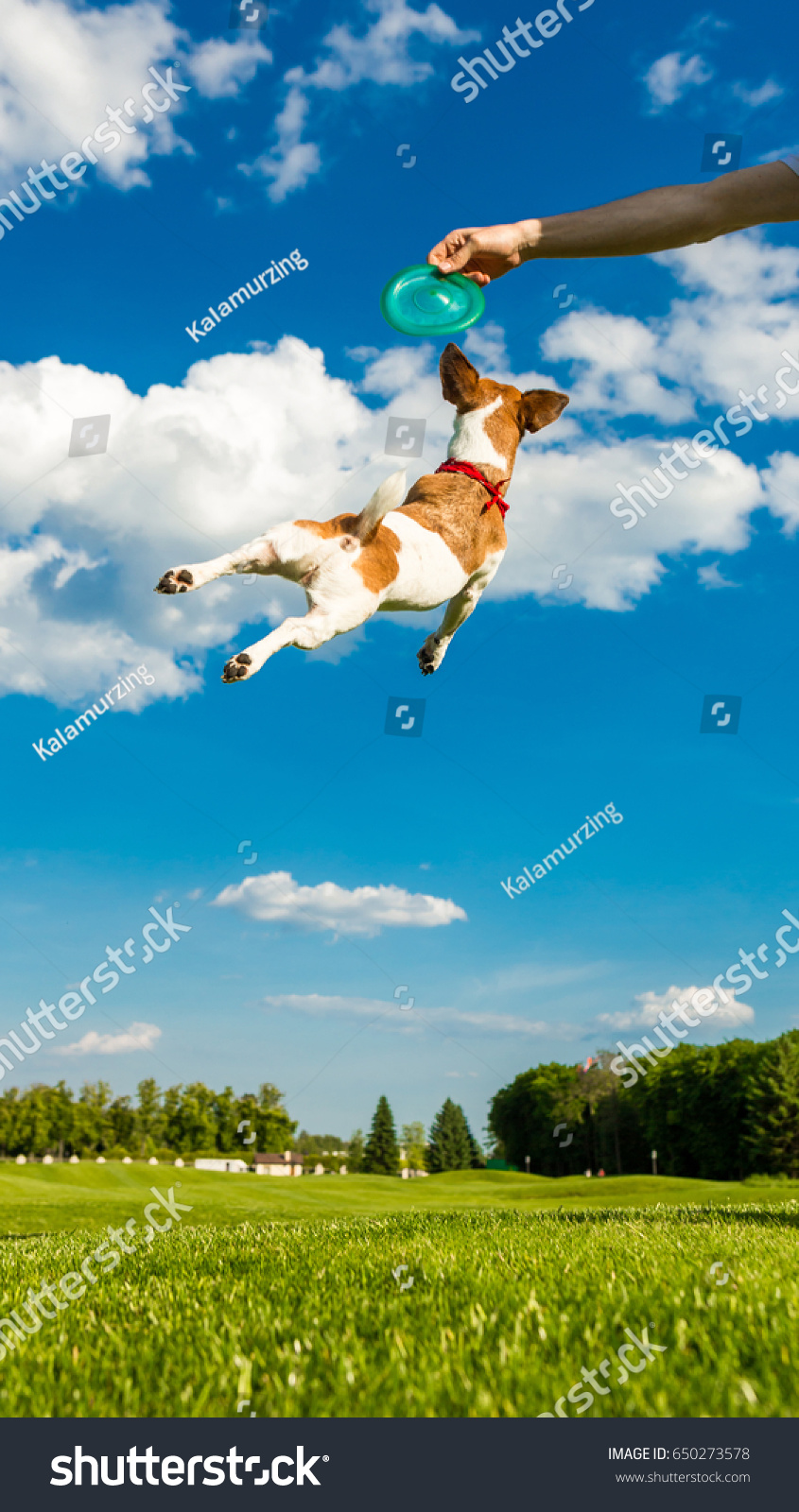 Flying cool dog. Funny playing pet. Active Jack Russel terrier back_站酷海 ...