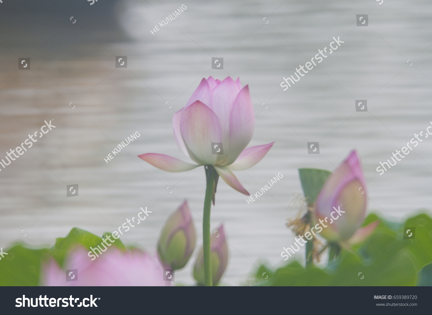 Lotus The lotus in the vast sea I am excited to record every flower the ...