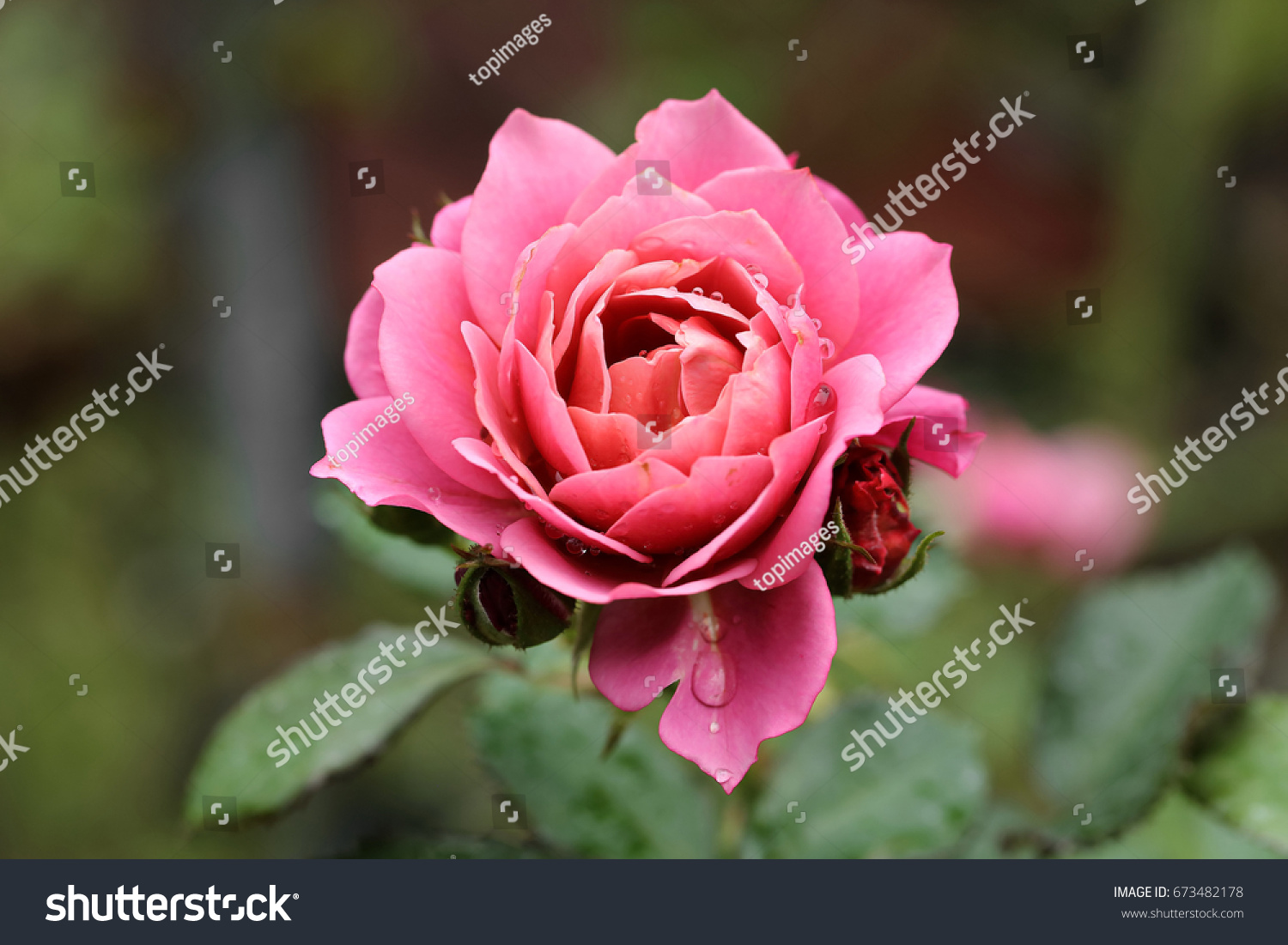 pink rose_站酷海洛_正版图片_视频_字体_音乐素材交易平台_站酷旗下品牌