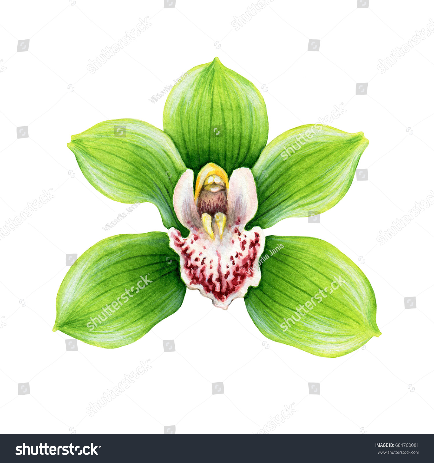 Green flower of cymbidium orchid. Tropical plant. Hand painted ...